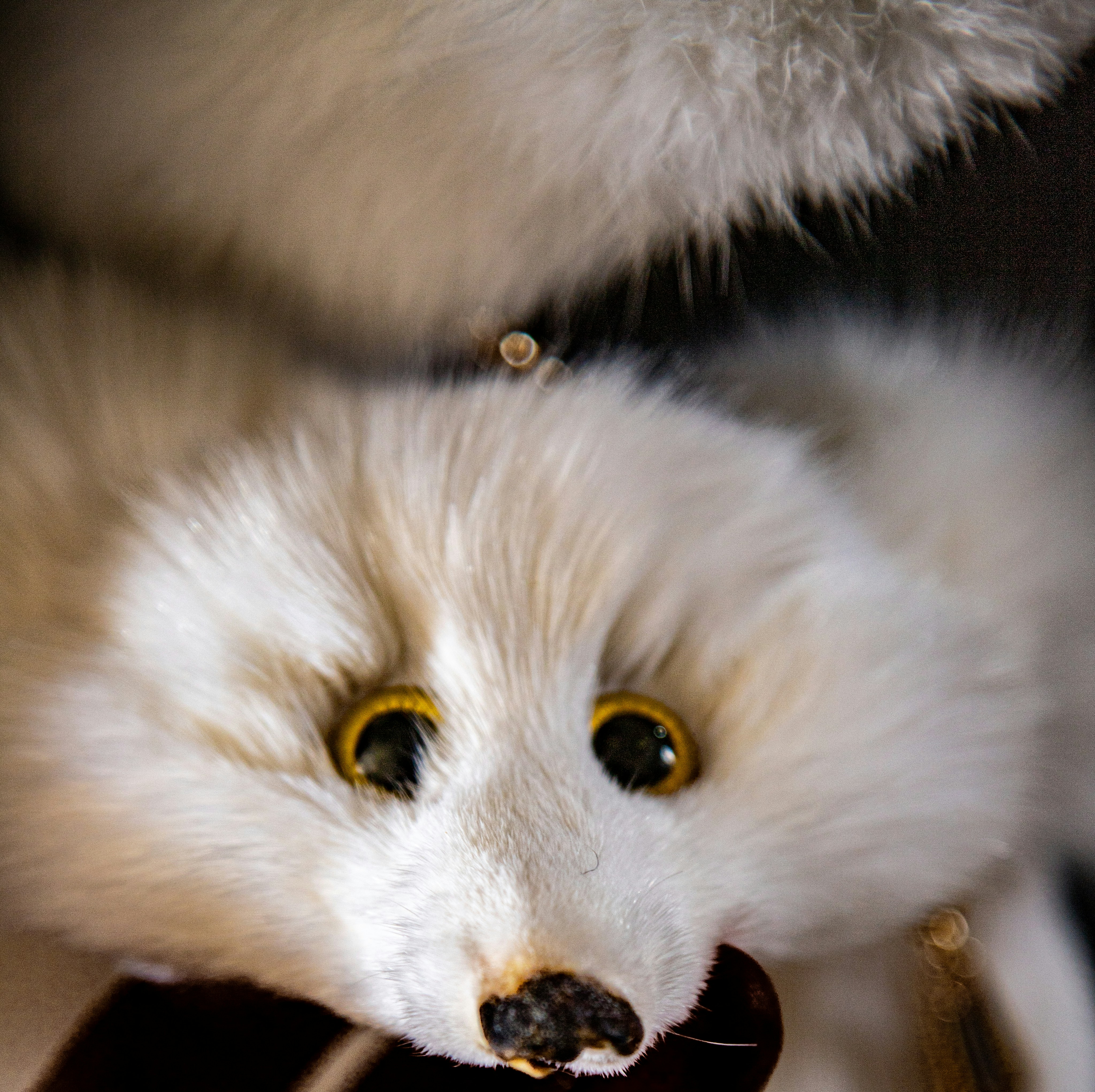 Amber-eyed Paws: A Close-up of a Fluffy Face in Soft Focus