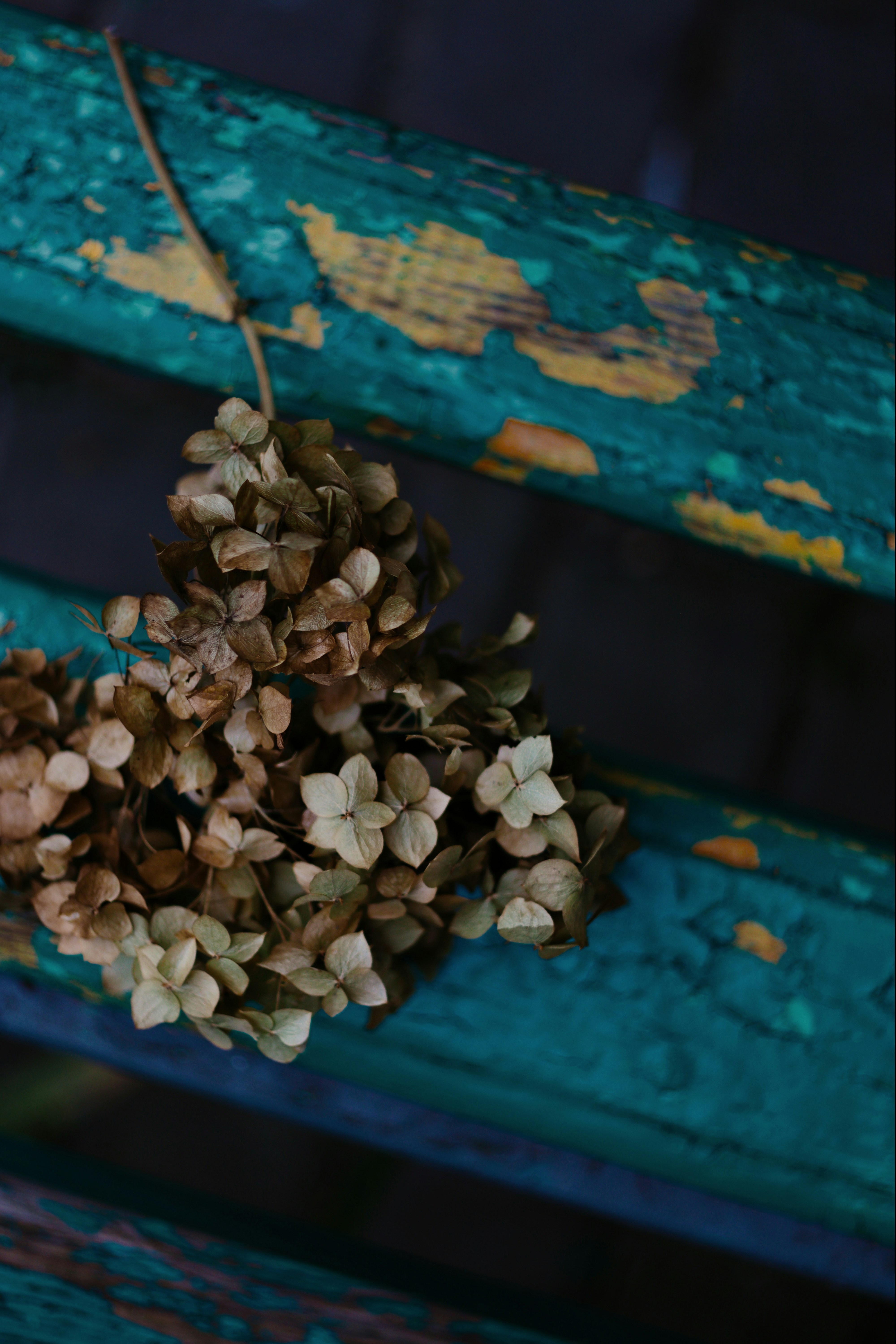 Dry hydrangea seed heads hang against peeling turquoise wooden slats, with soft shadows creating a moody, textures-focused scene.