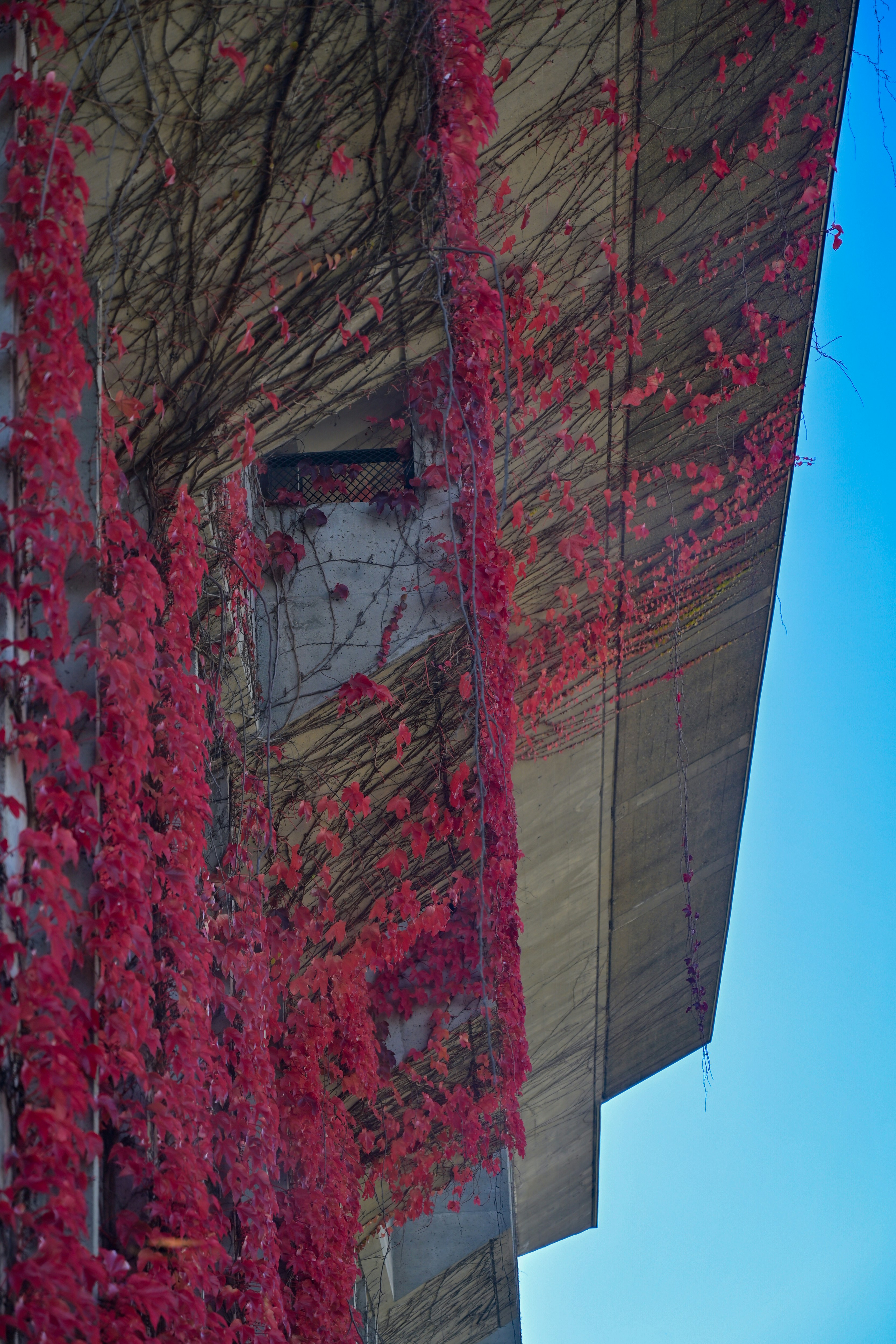 Vines in Bloom Clinging to an Urban Shelter