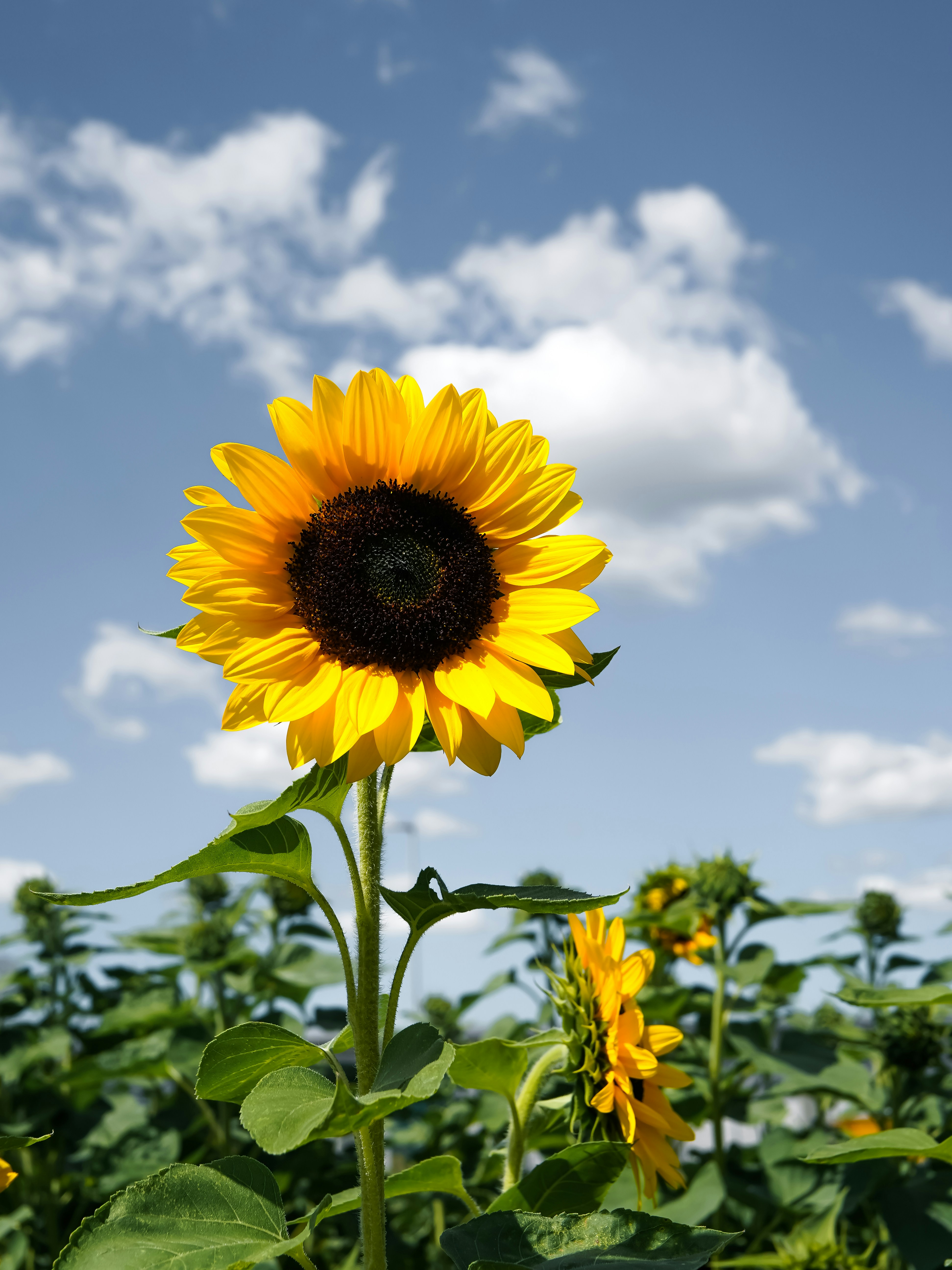 Sunflower Sentinel: A Bold Stare Against a Sky-Blue Canvas