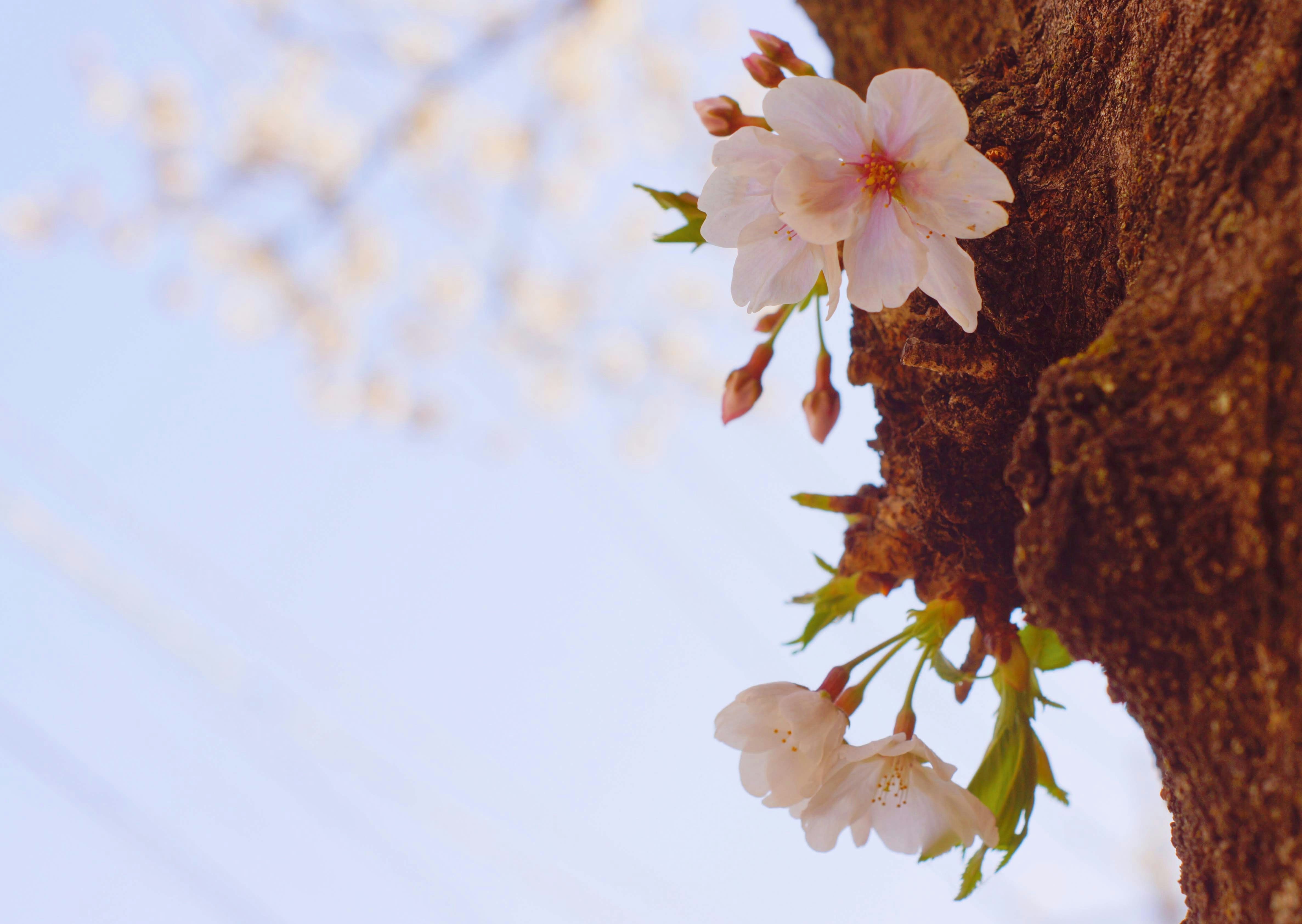 Blossom Bough: A Tender Pink Bloom Against Barked Texture