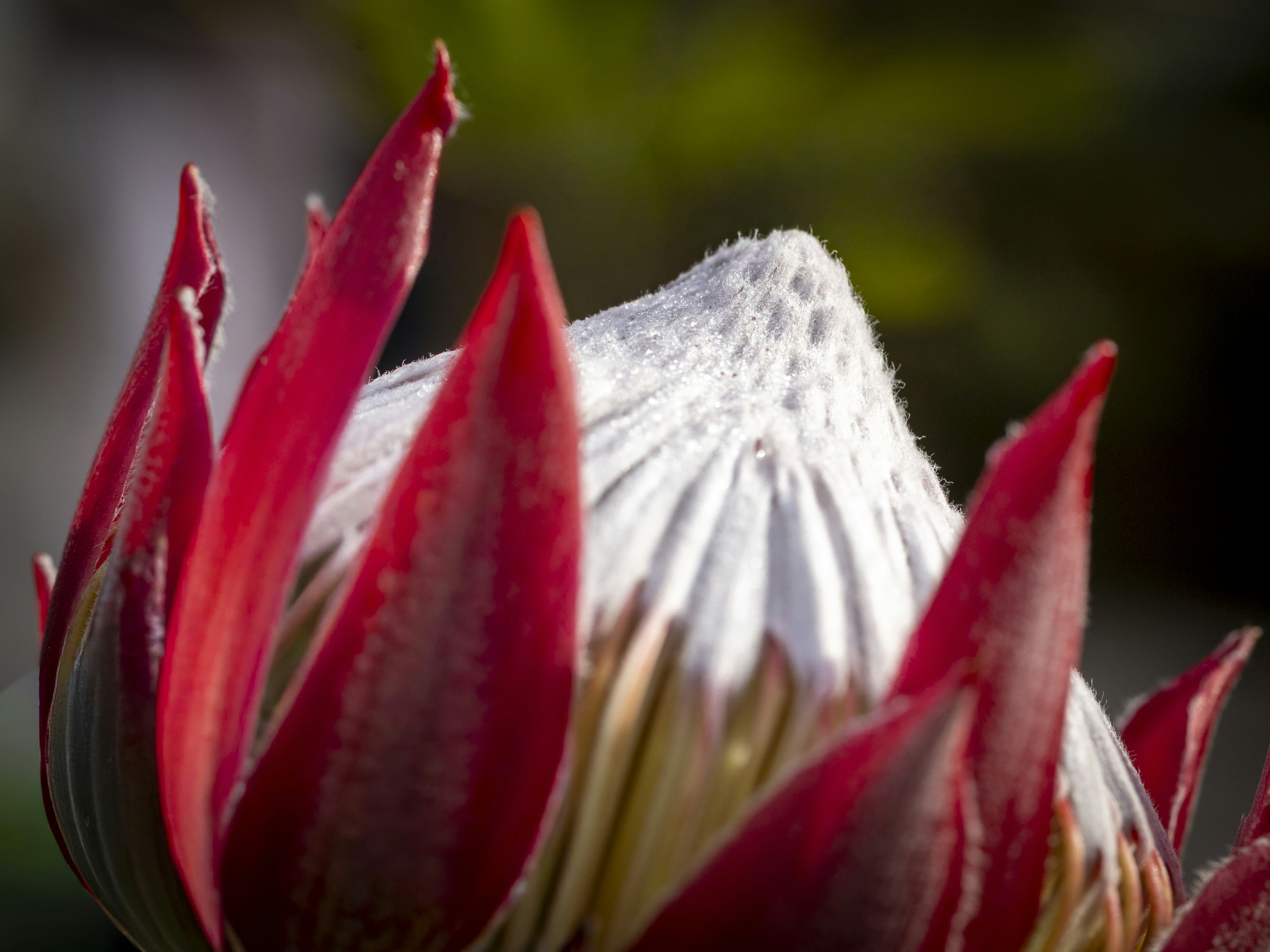 A close-up of a protea flower, revealing vibrant red bracts surrounding a delicate silvery-white center. Shallow depth of field and dramatic light emphasize the intricate textures, colors and sculptural beauty of this striking botanical subject.