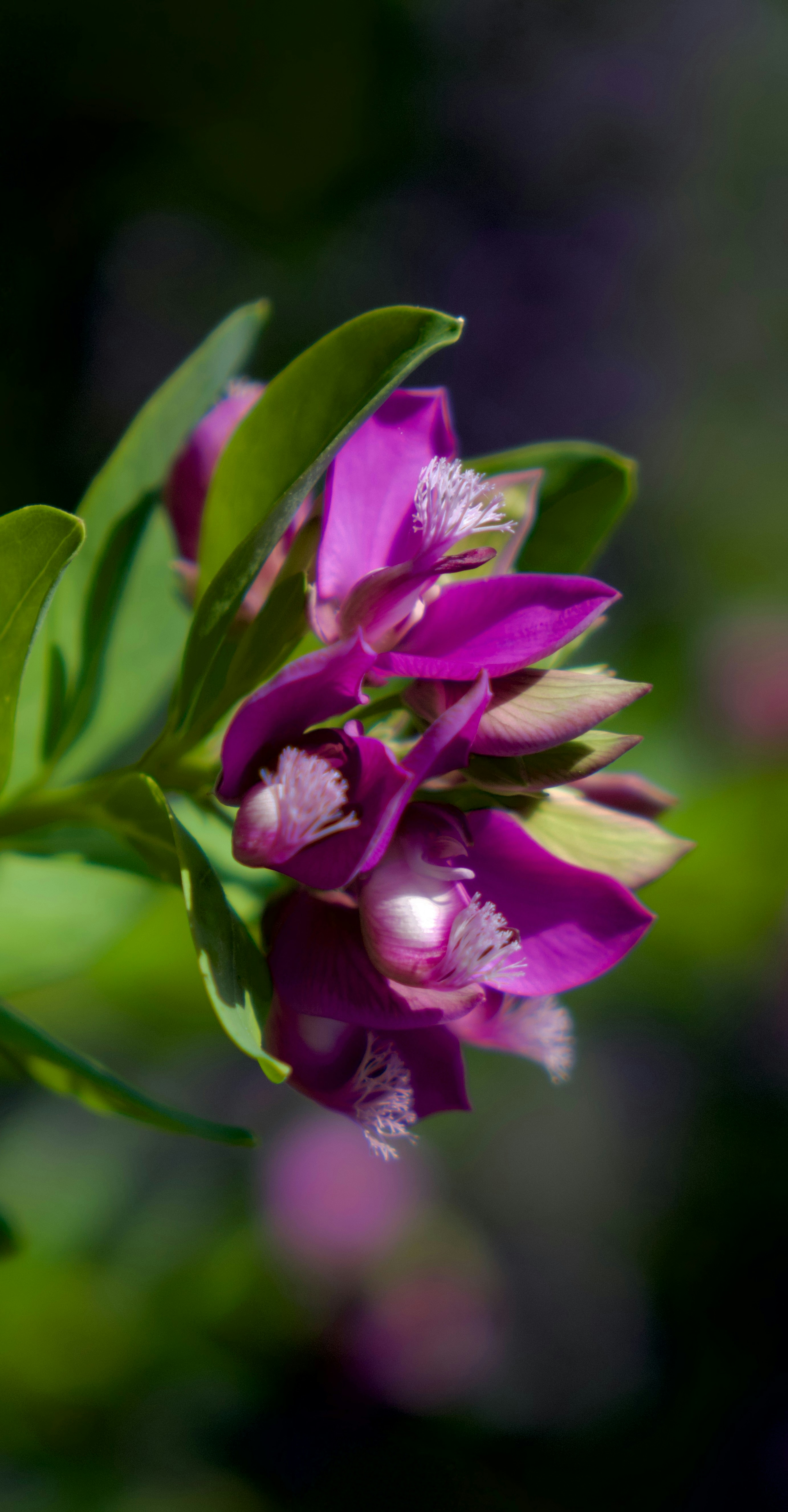 Vibrant magenta blossoms with pale stamen cluster against a blurred green backdrop; a close-up study of a flowering branch.