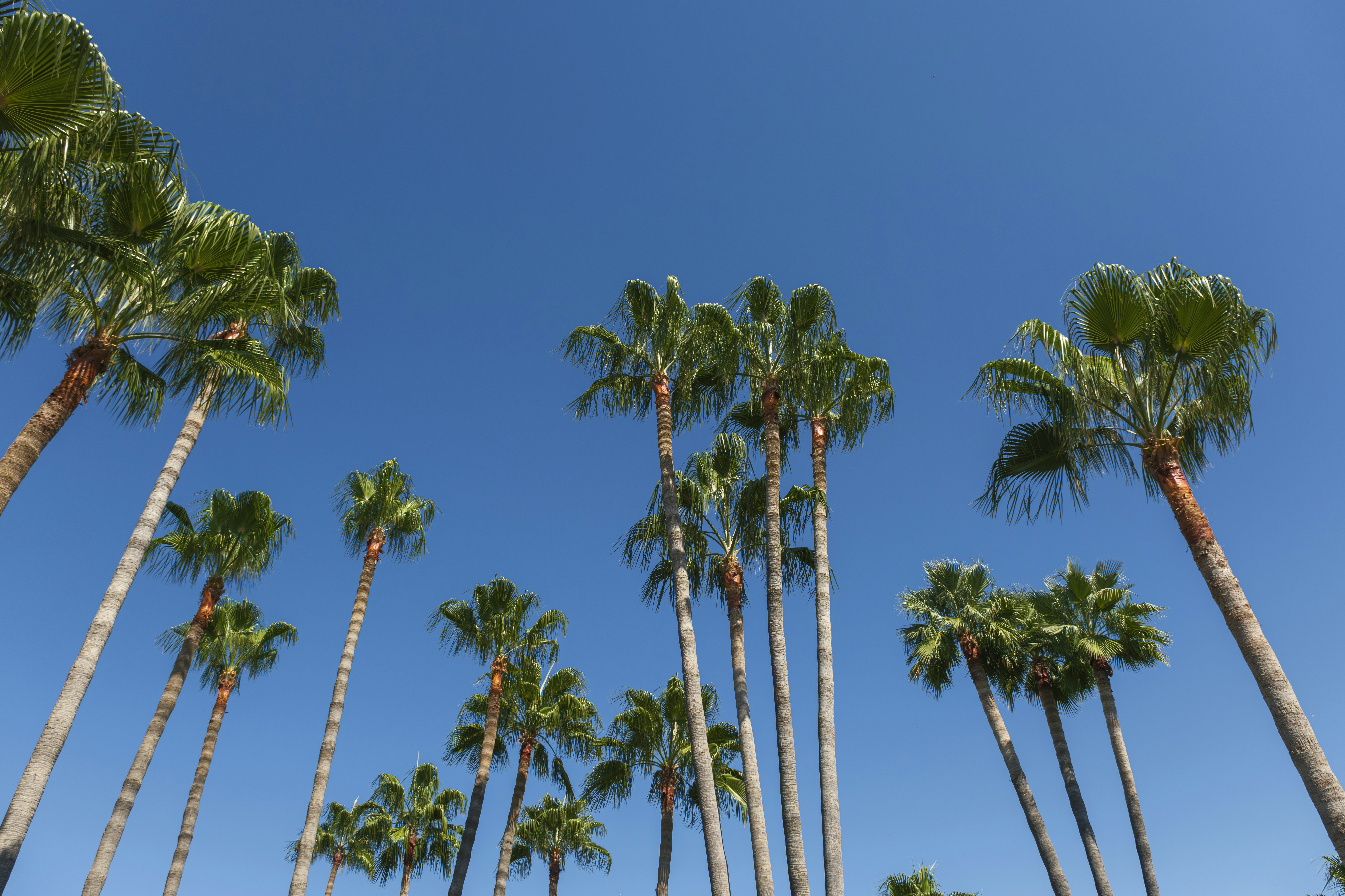 Tall palm trees reach toward a clear blue sky, creating a sunlit canopy of green fronds against the deep backdrop.
