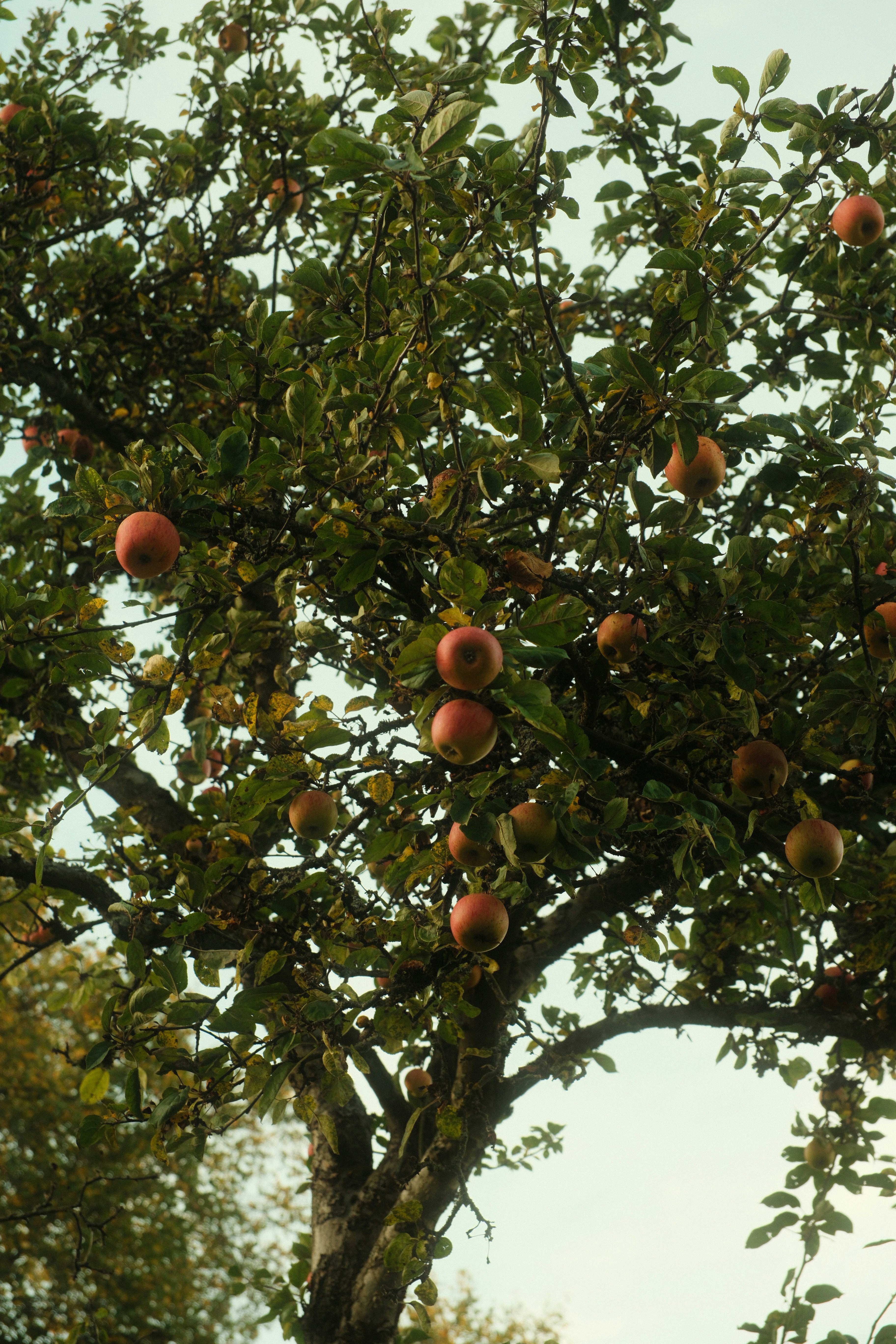 Fruitful Canopy: An Apple Tree at Dusk