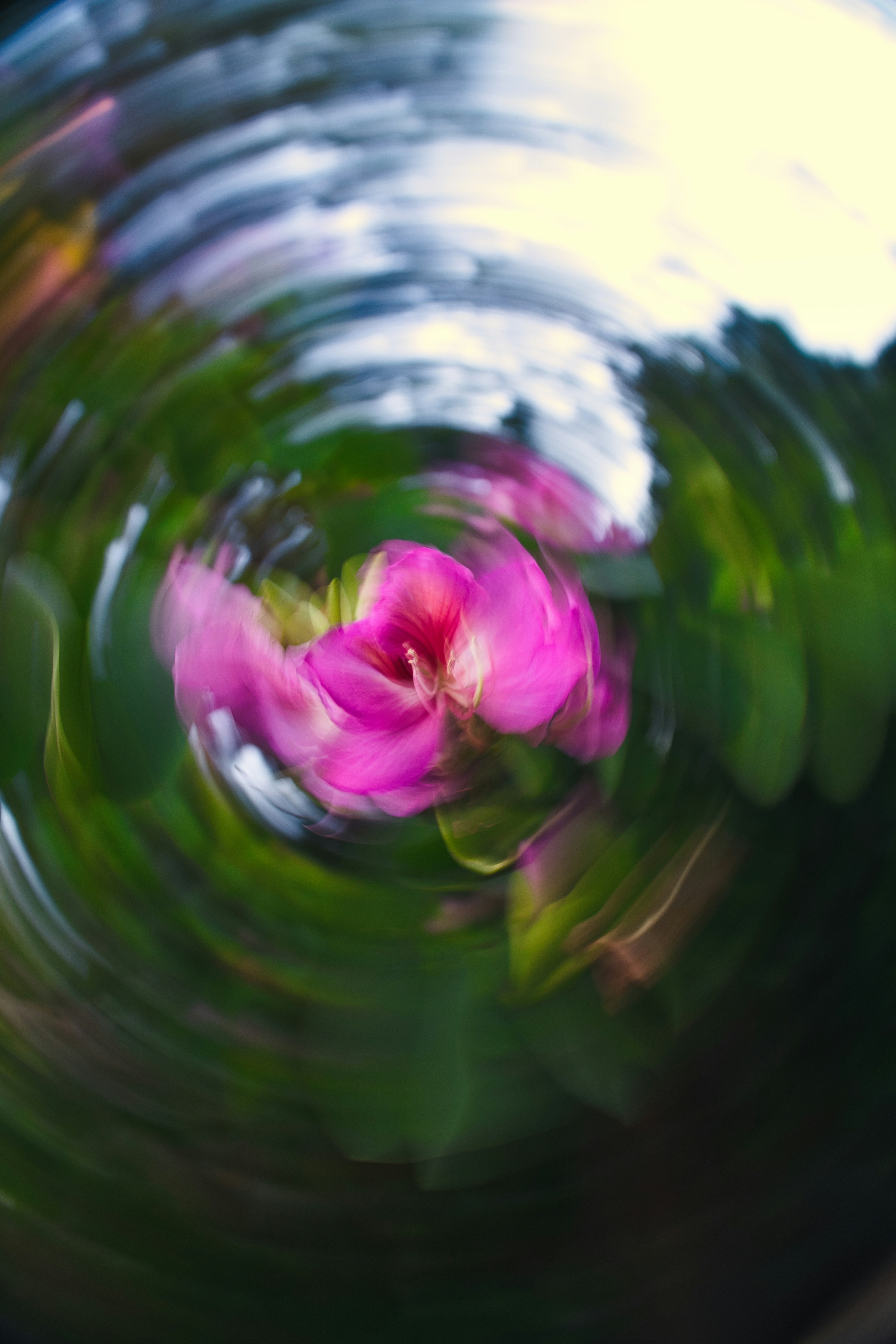Whirlpool of Color: Pink Orchid in a Dreaming Garden