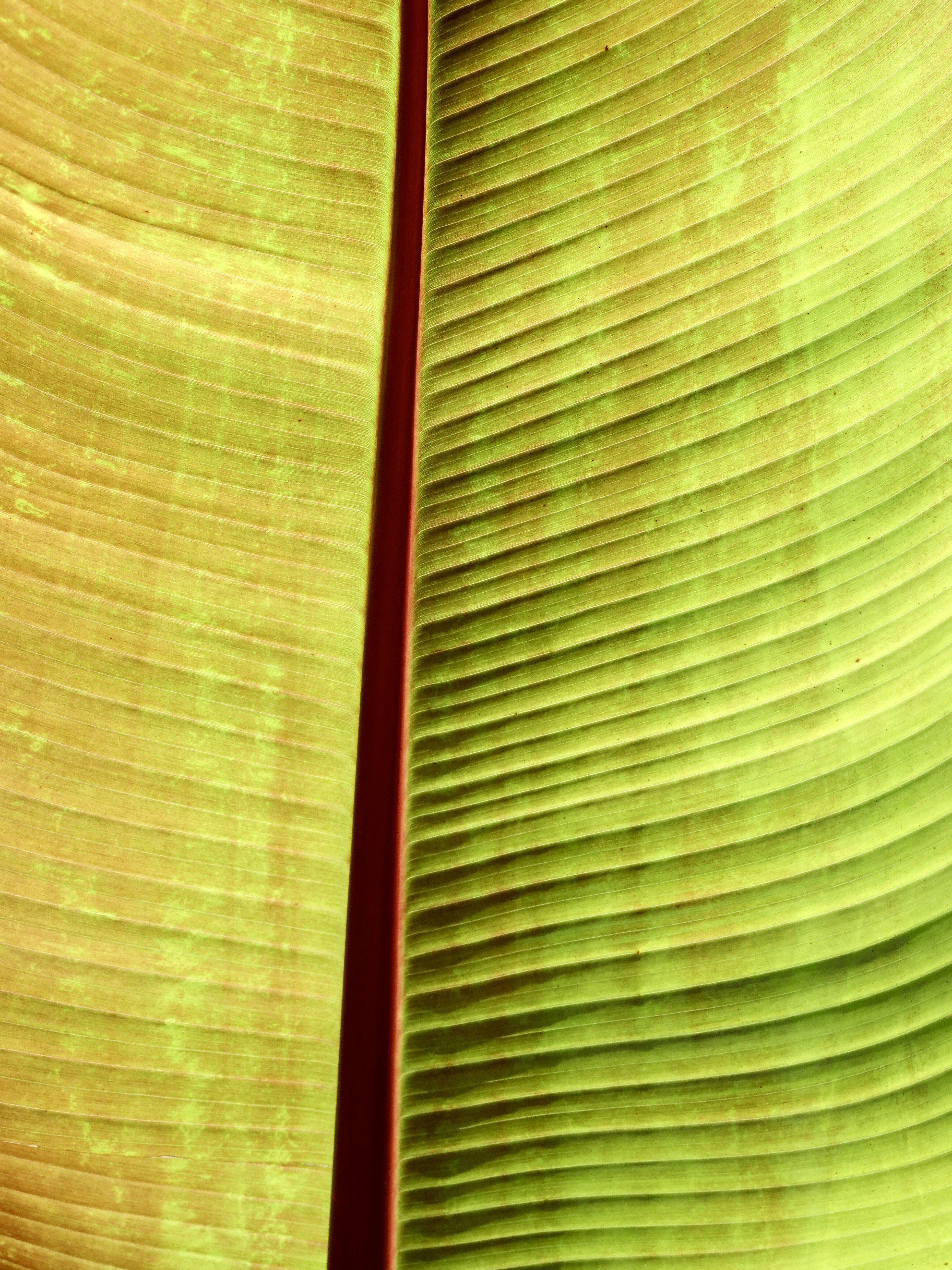 Parallel Veins: A Close-Up of Banana Leaf Texture in Warm Highlighted Hues