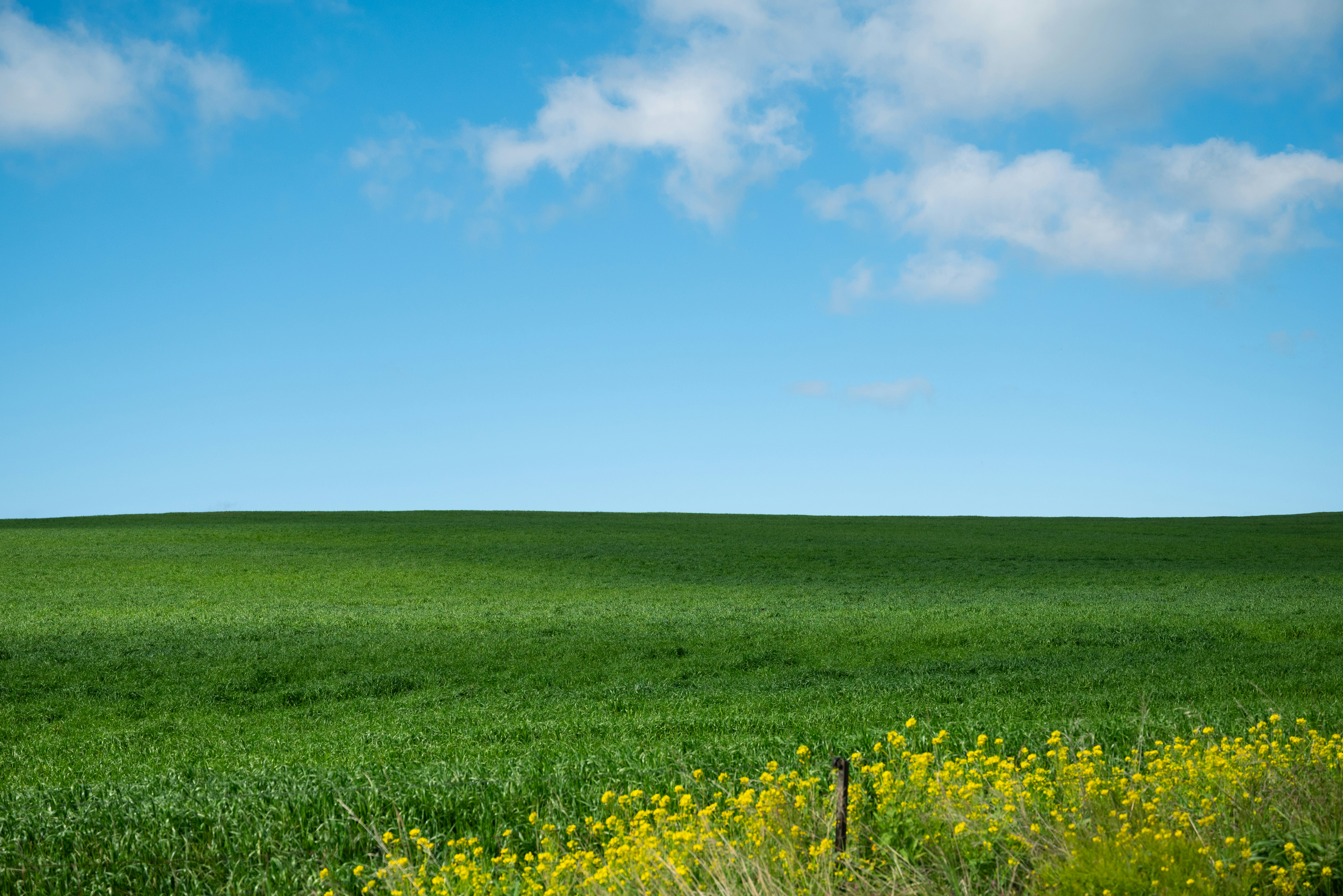 Vast grassy field with a gentle hill meets a blue sky, dotted with a few clouds and a foreground of yellow wildflowers.