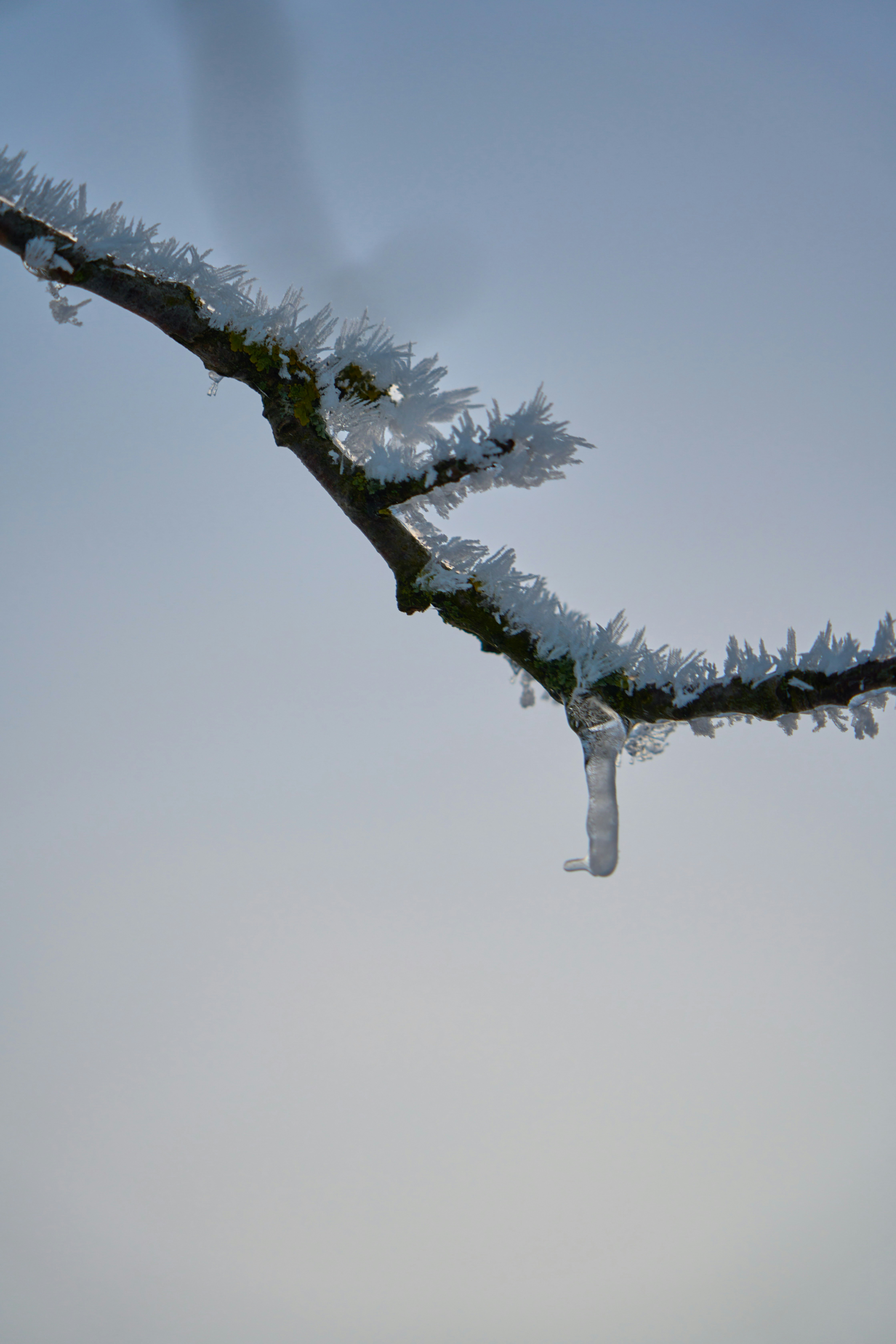 Icicle pendant on a frosted twig against a pale winter sky