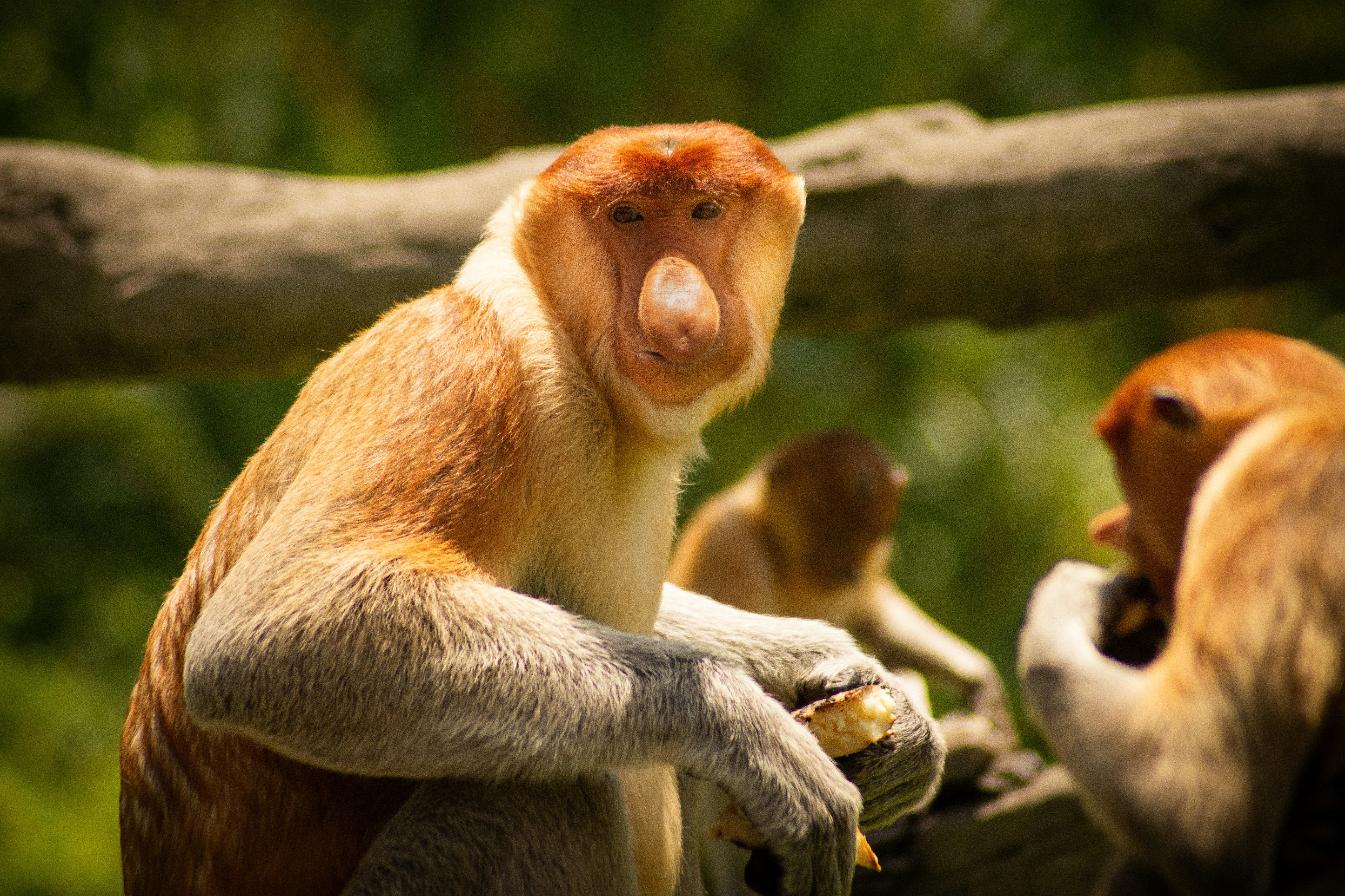Curious Vantage: The Lead Mandrill in Quiet Focus