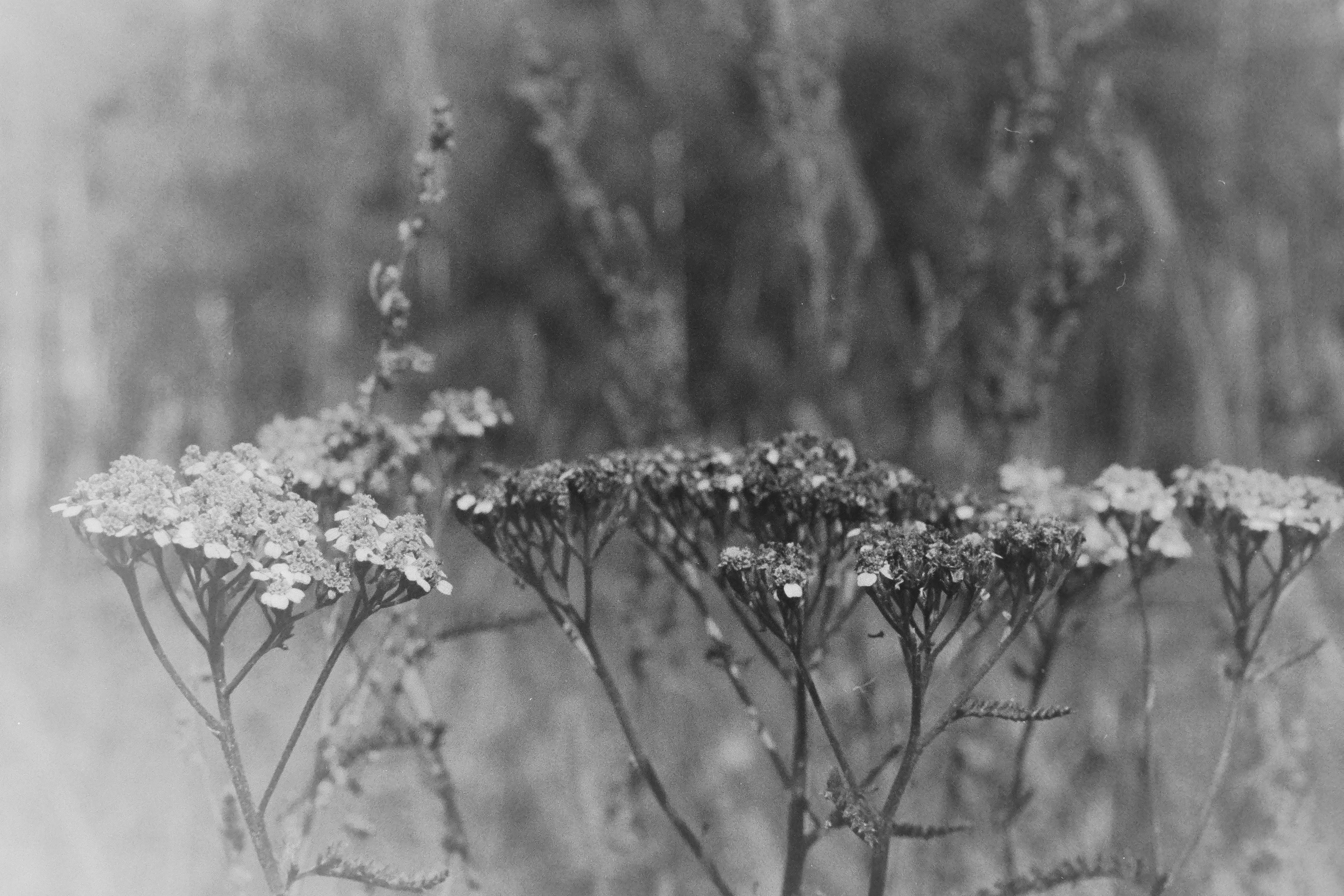 Field of Quiet Wildflowers in Soft Focus