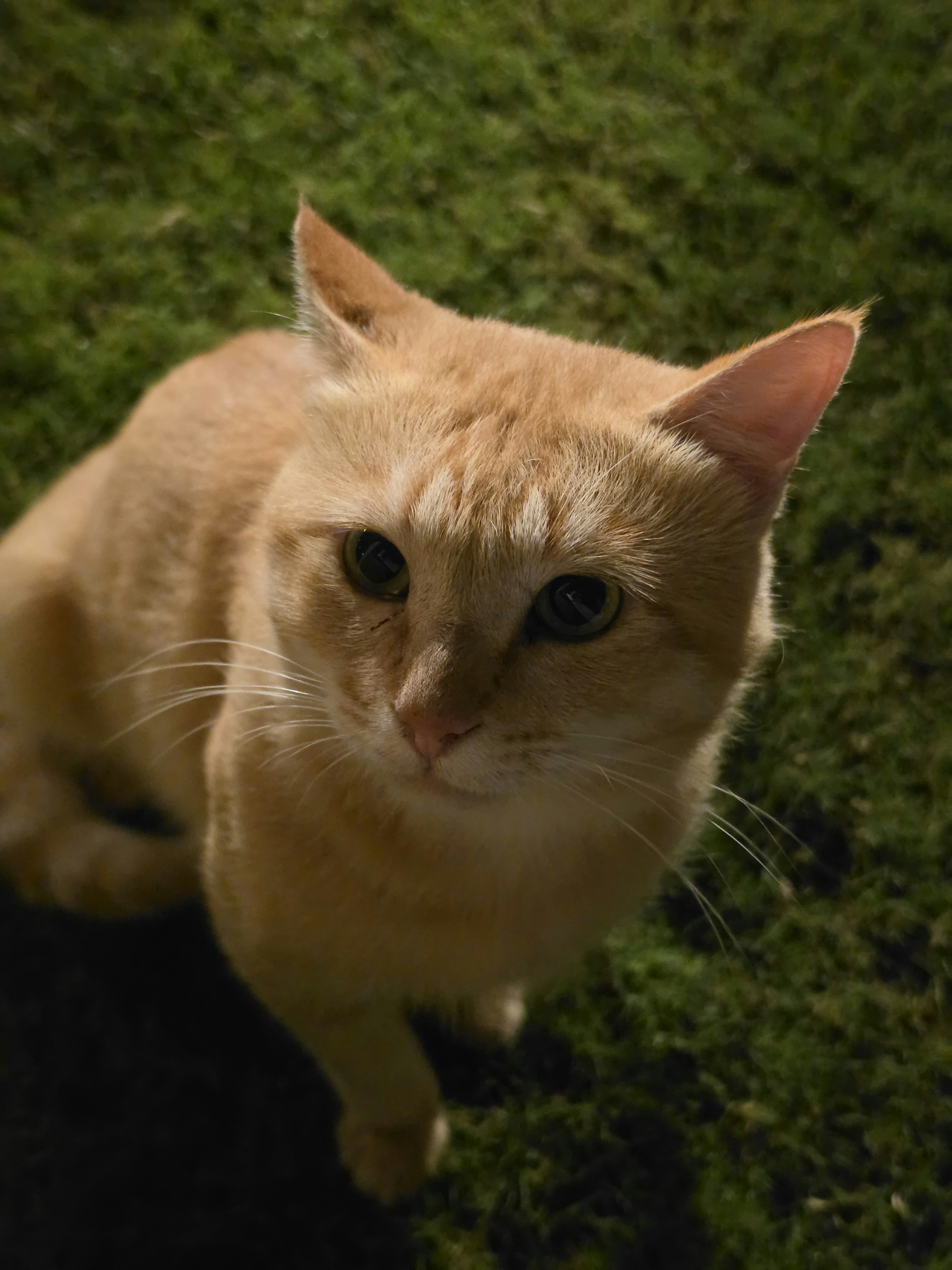 Amber-Eyed Foreground: A Curious Cat Under Garden Light