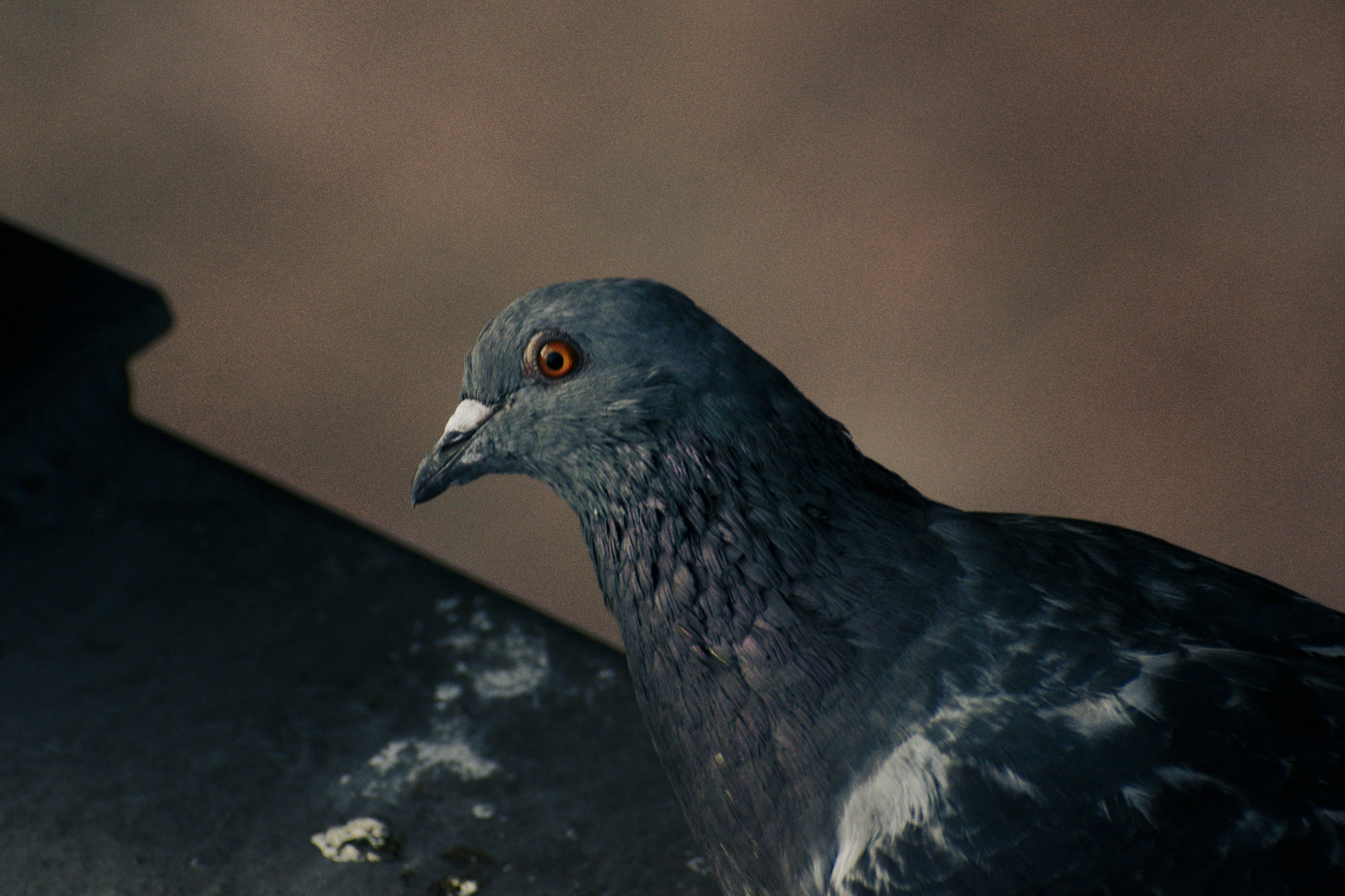 Rookish Gaze: A Pigeon’s Quiet Vigil by the Rooftop Edge