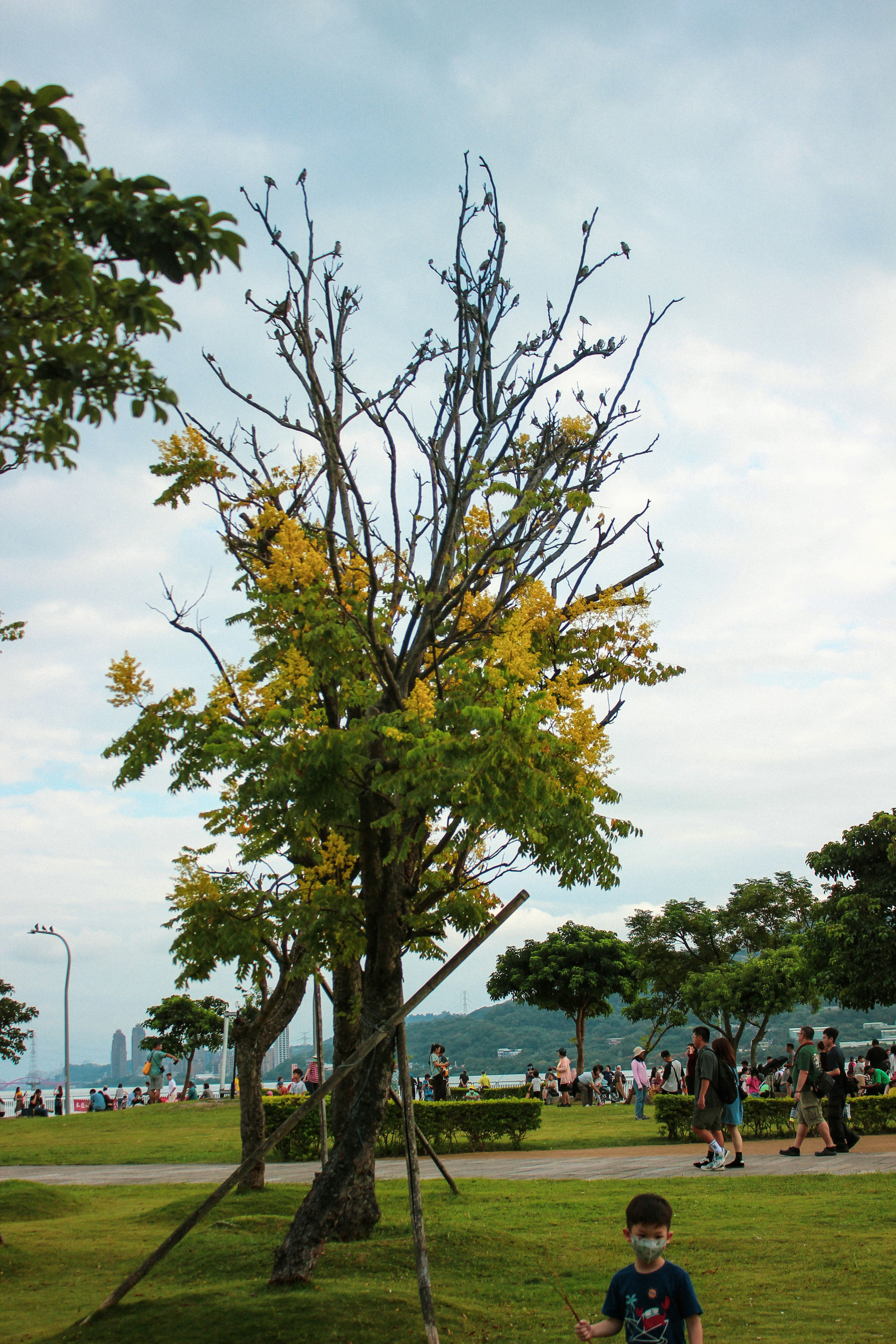 A park scene with a prominent, partly bare tree at center foreground, green grass, and people in the background along a waterfront.
