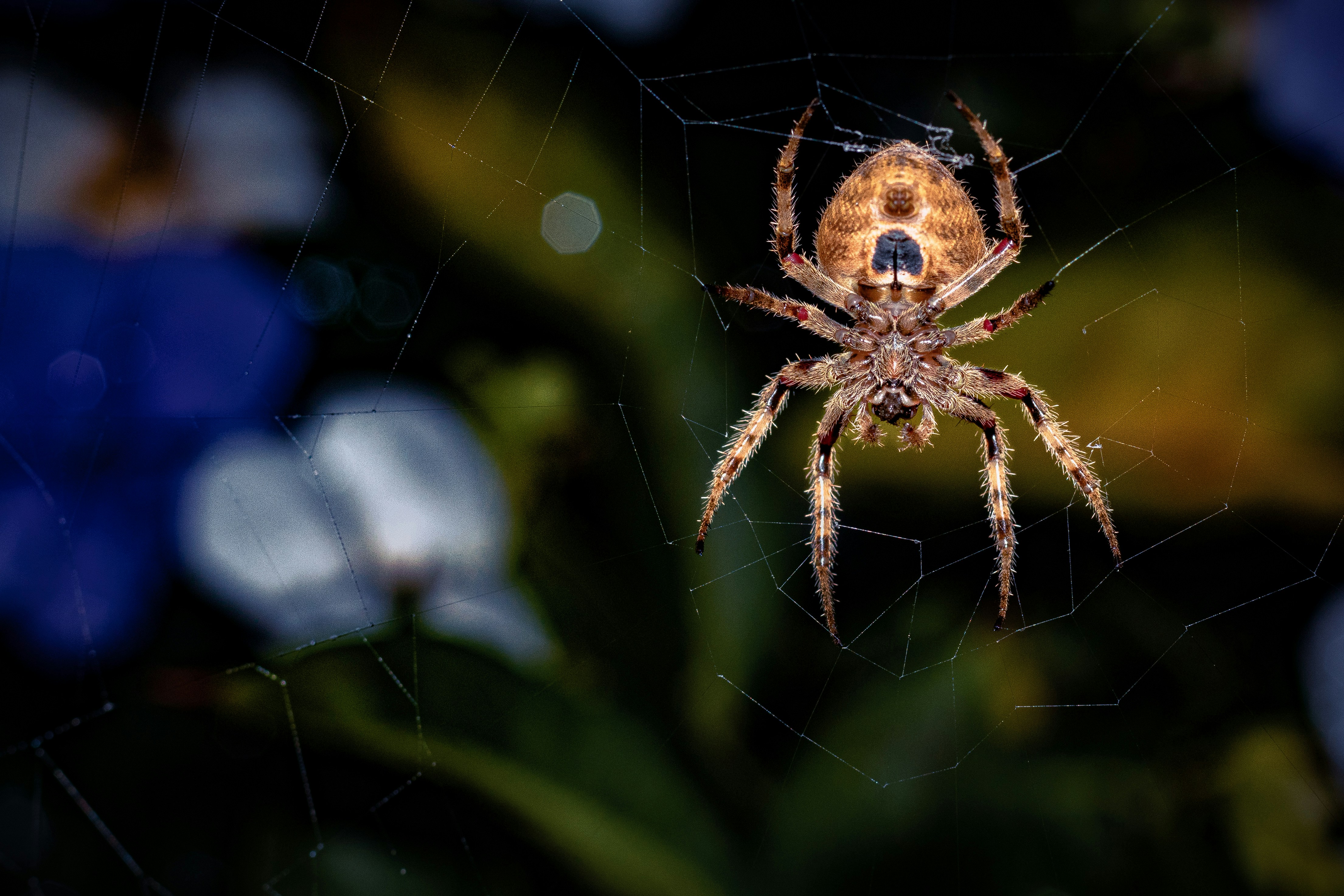 Spider in Focus: Anvil of Silk Suspended in a Web