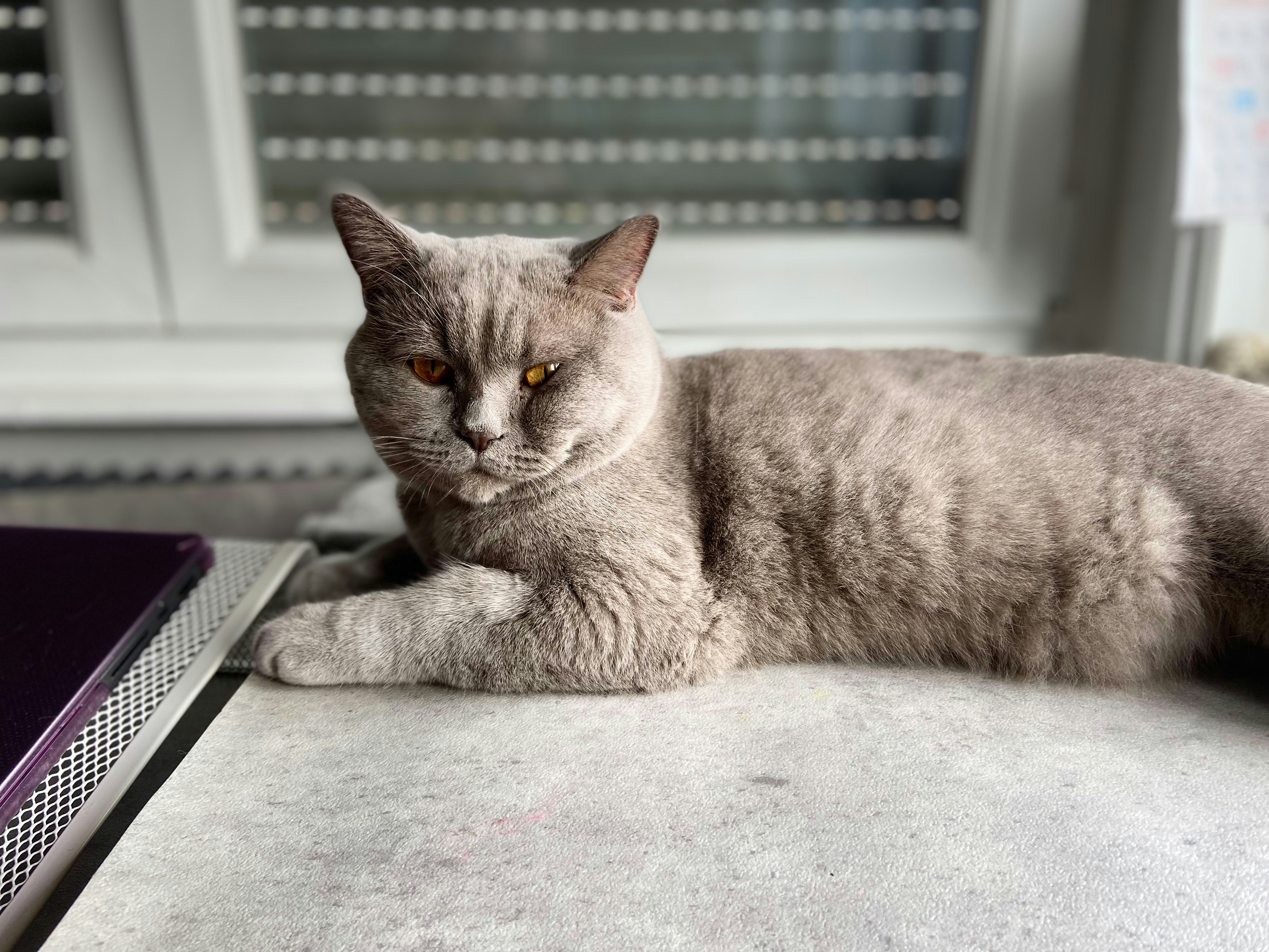 Lounge Guardian: Gray tabby in a sunlit windowsill