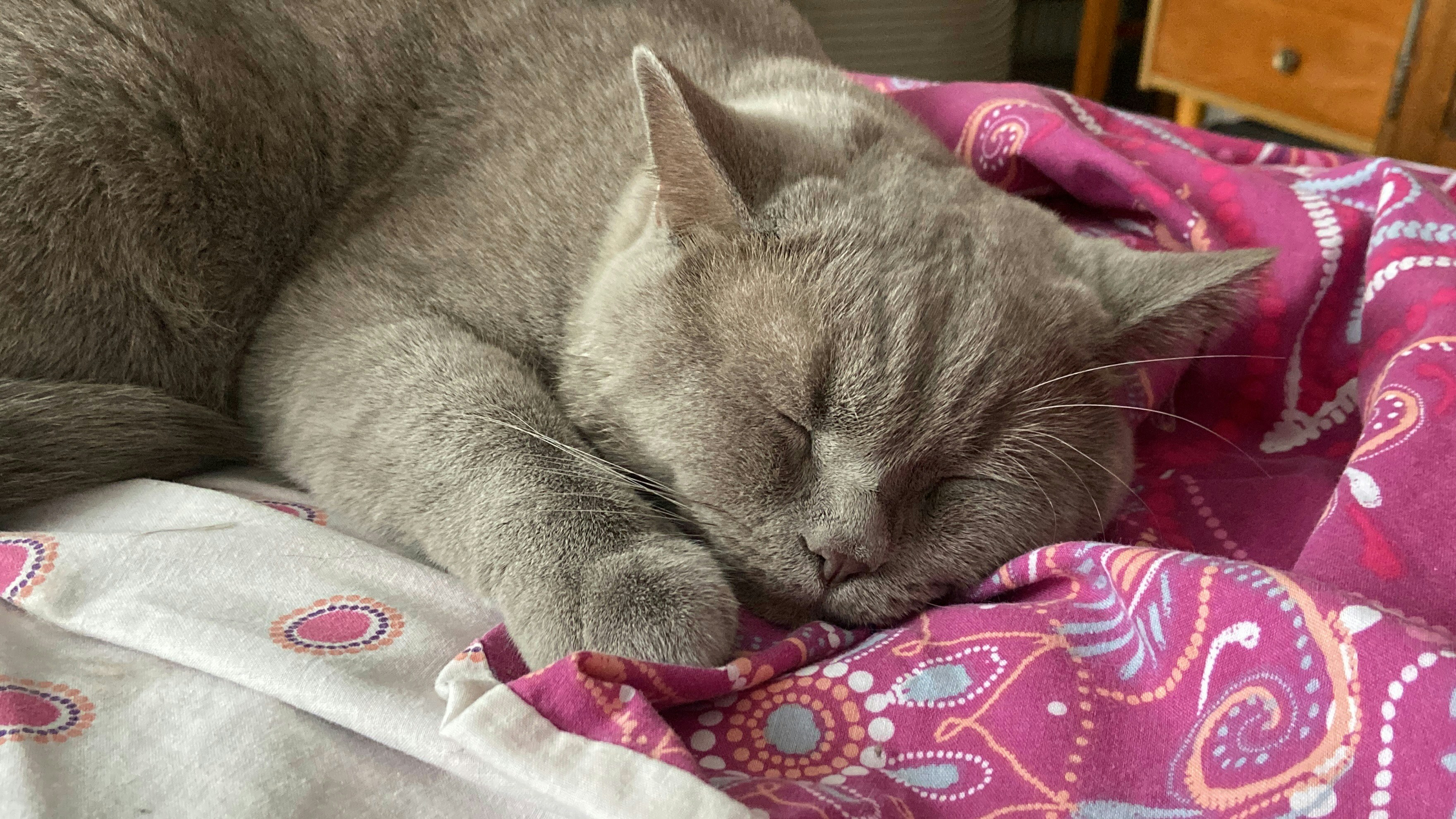 Snowy Slumber: a gray cat rests on a patterned pink blanket
