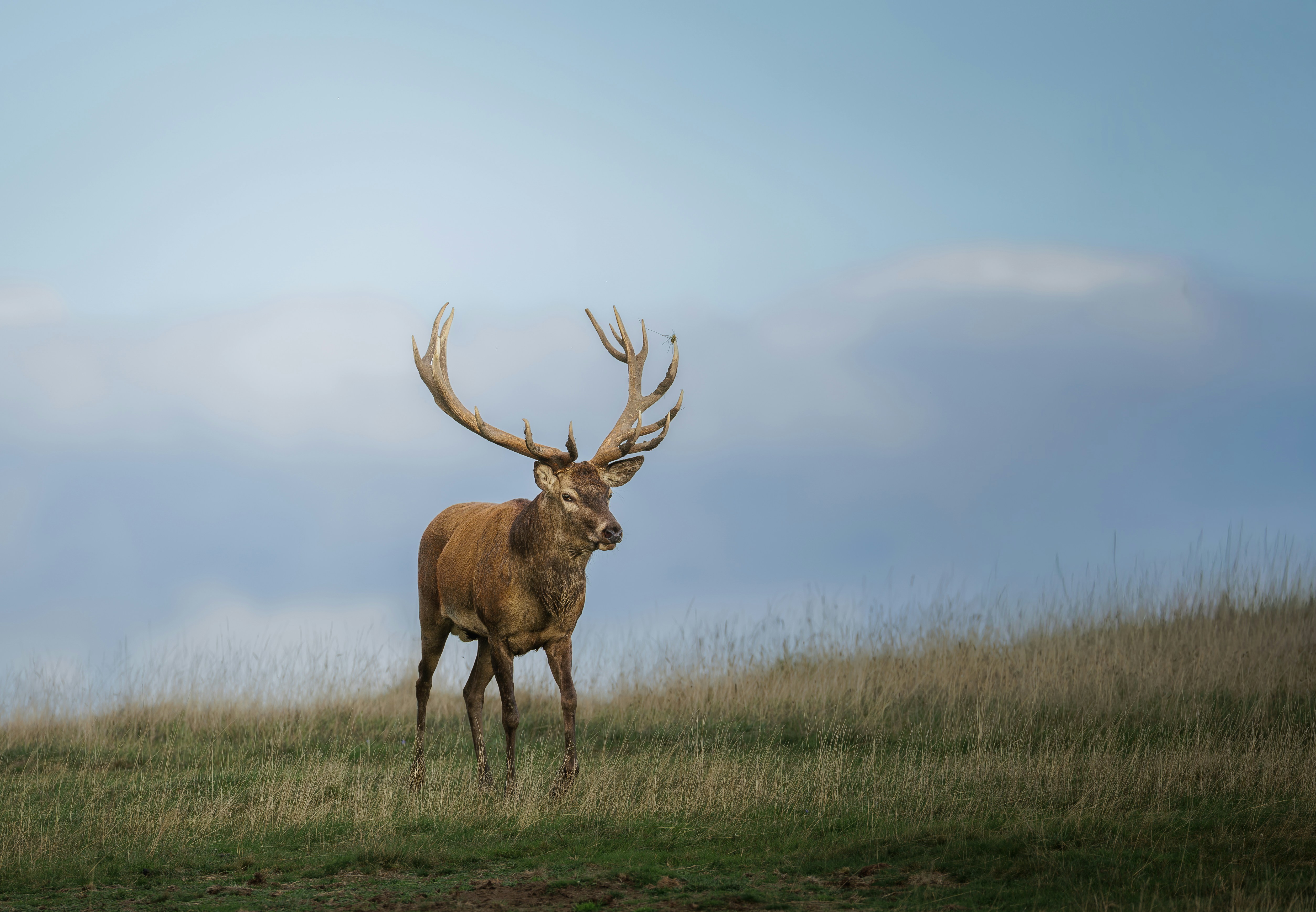 Majestic Stance: A Stag Across the Grassy Horizon