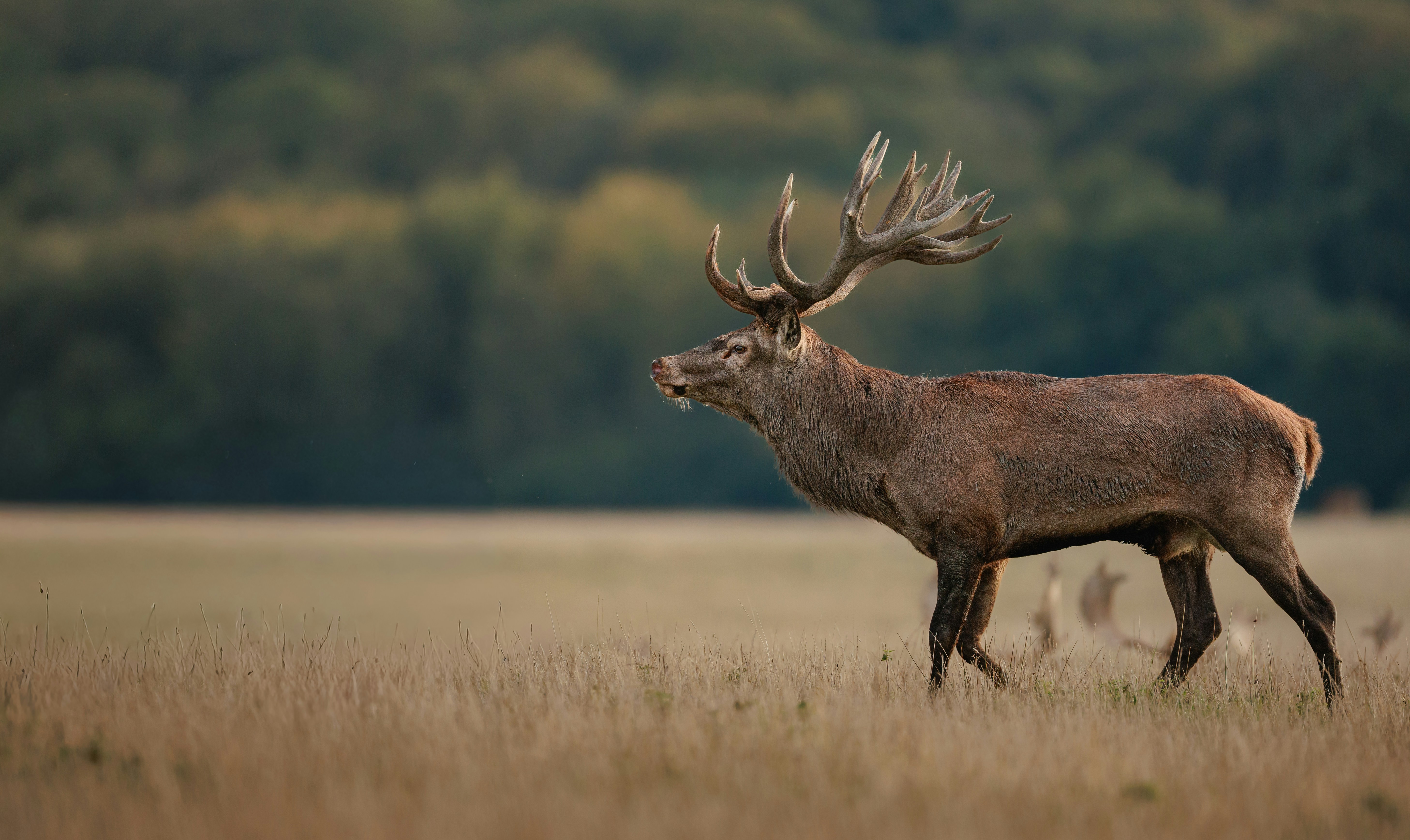 Majestic Stance: A Velvet-Hued Elk in an Open Field