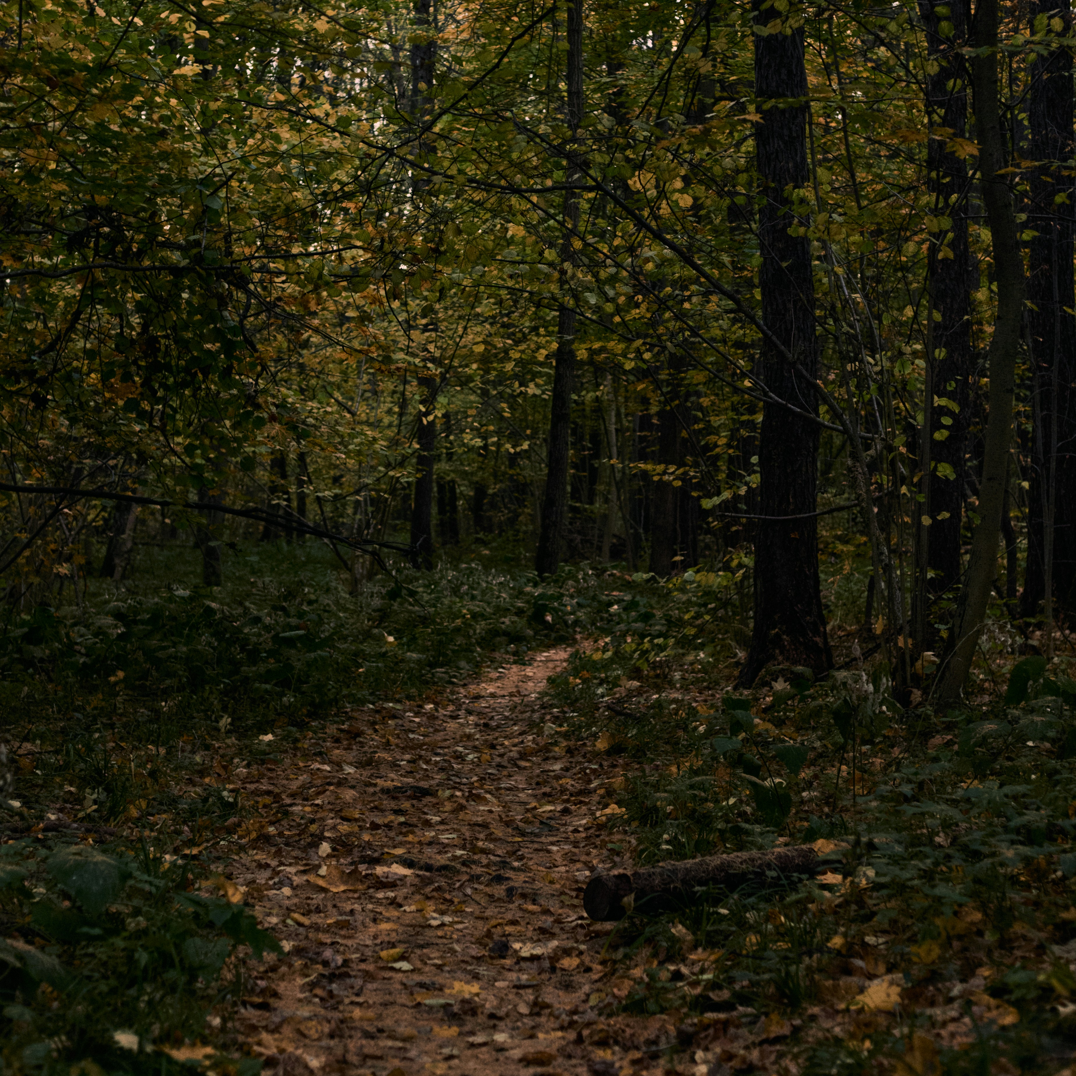 Autumn Forest Trail: Dappled Light Through Fading Leaves