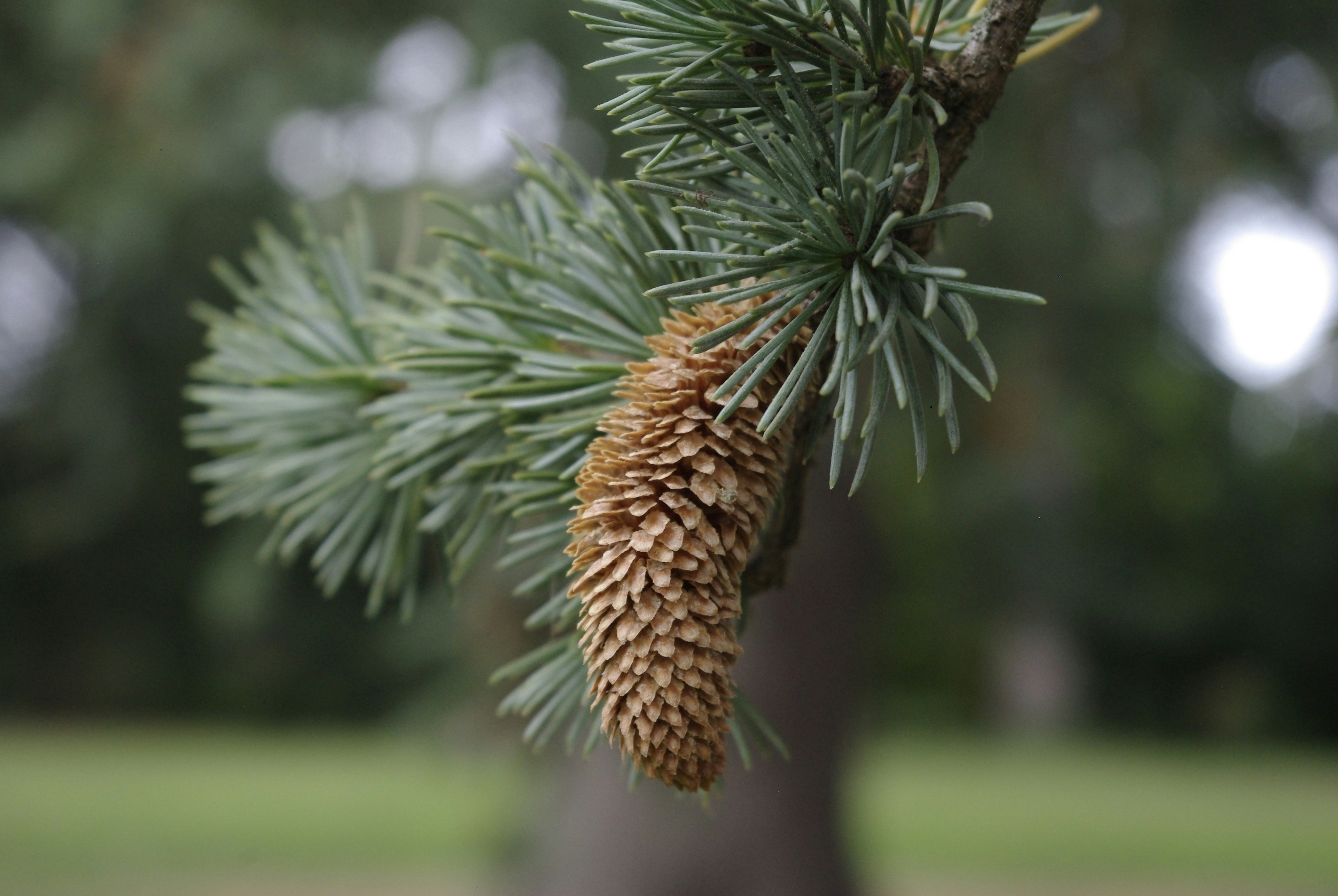 Needle-Clustered Pine Cone on a Soft-Focus Branch