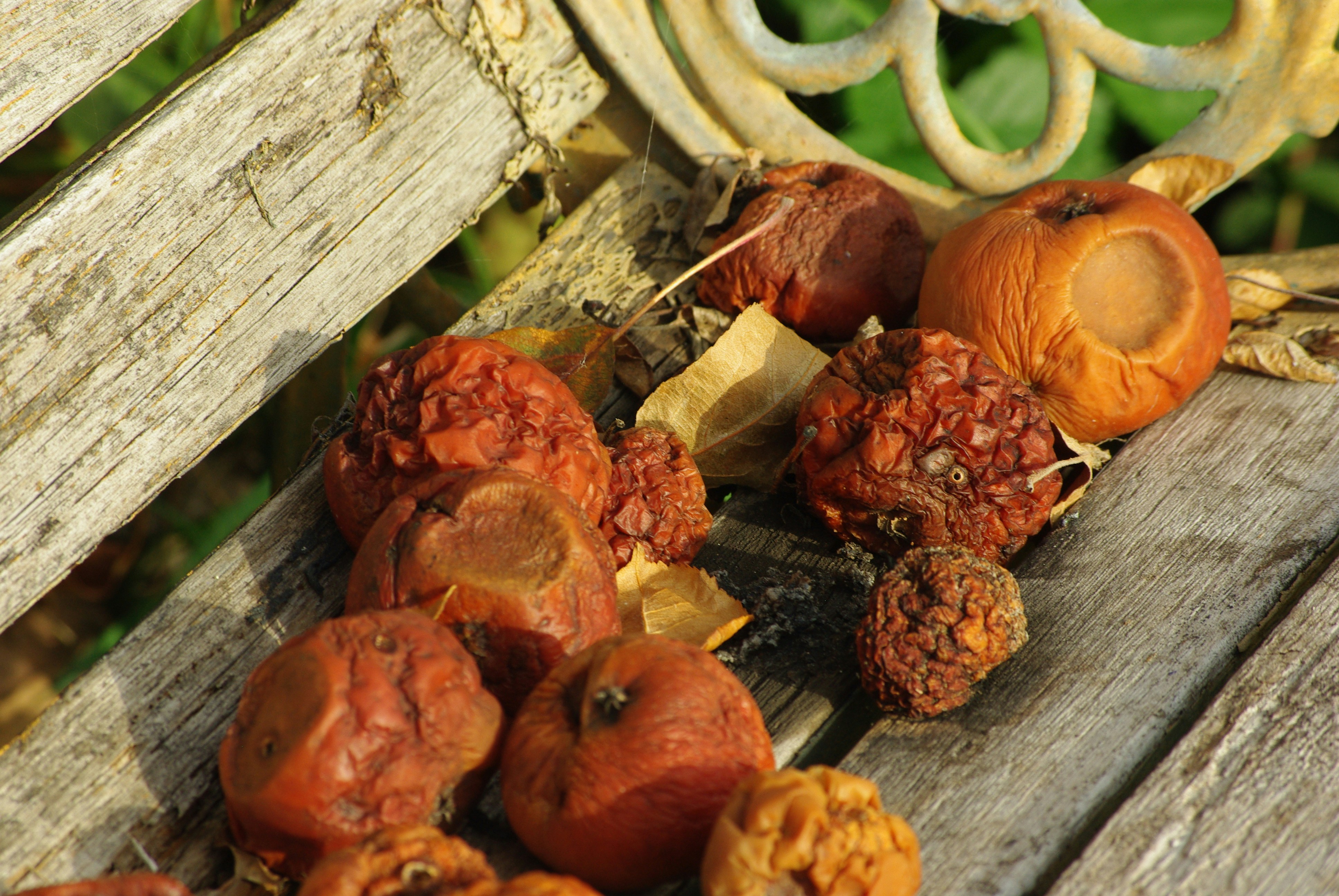Desiccated Persimmons on a Weathered Wood Rails