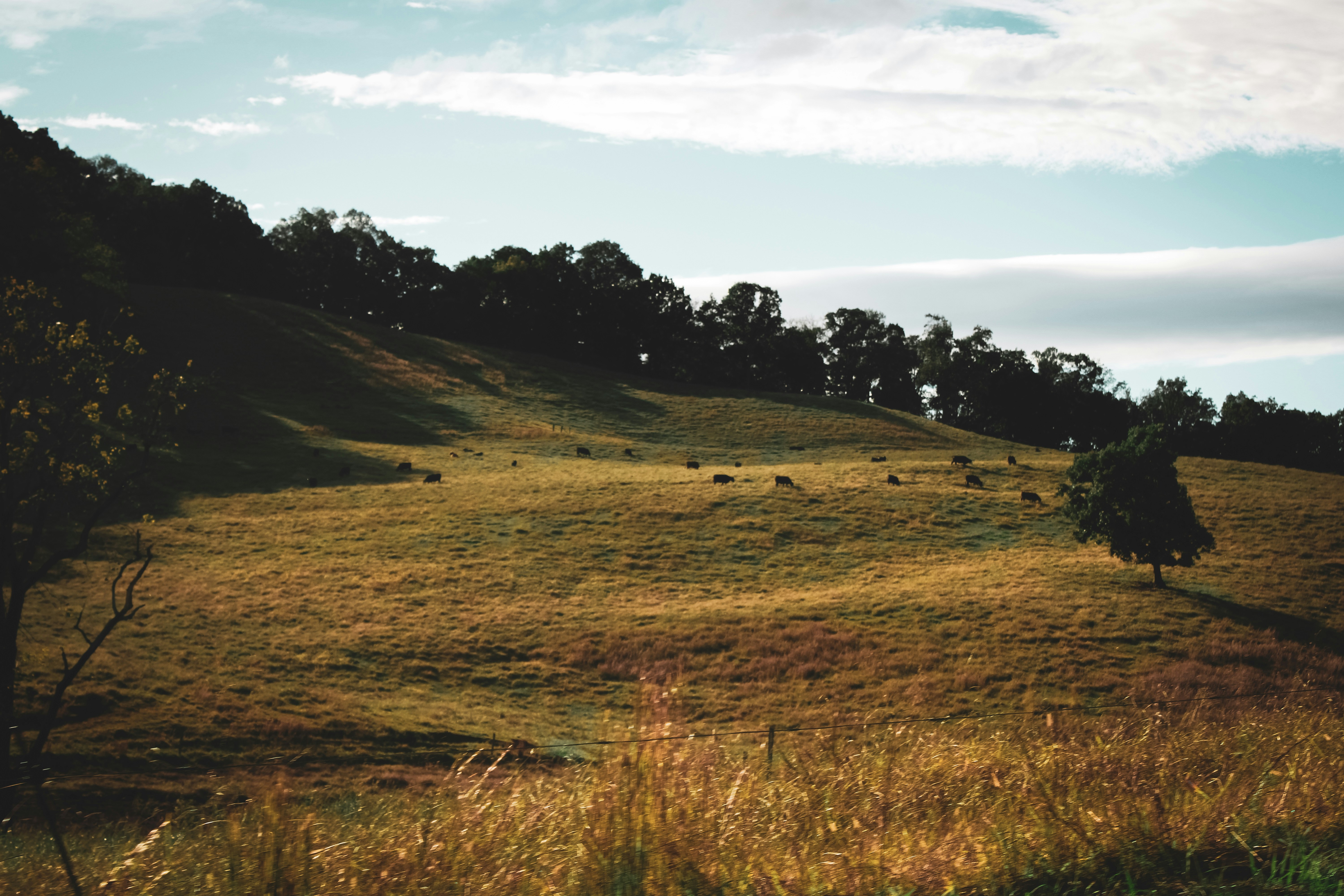 Hilly Pasture Under a Quiet Skyline
