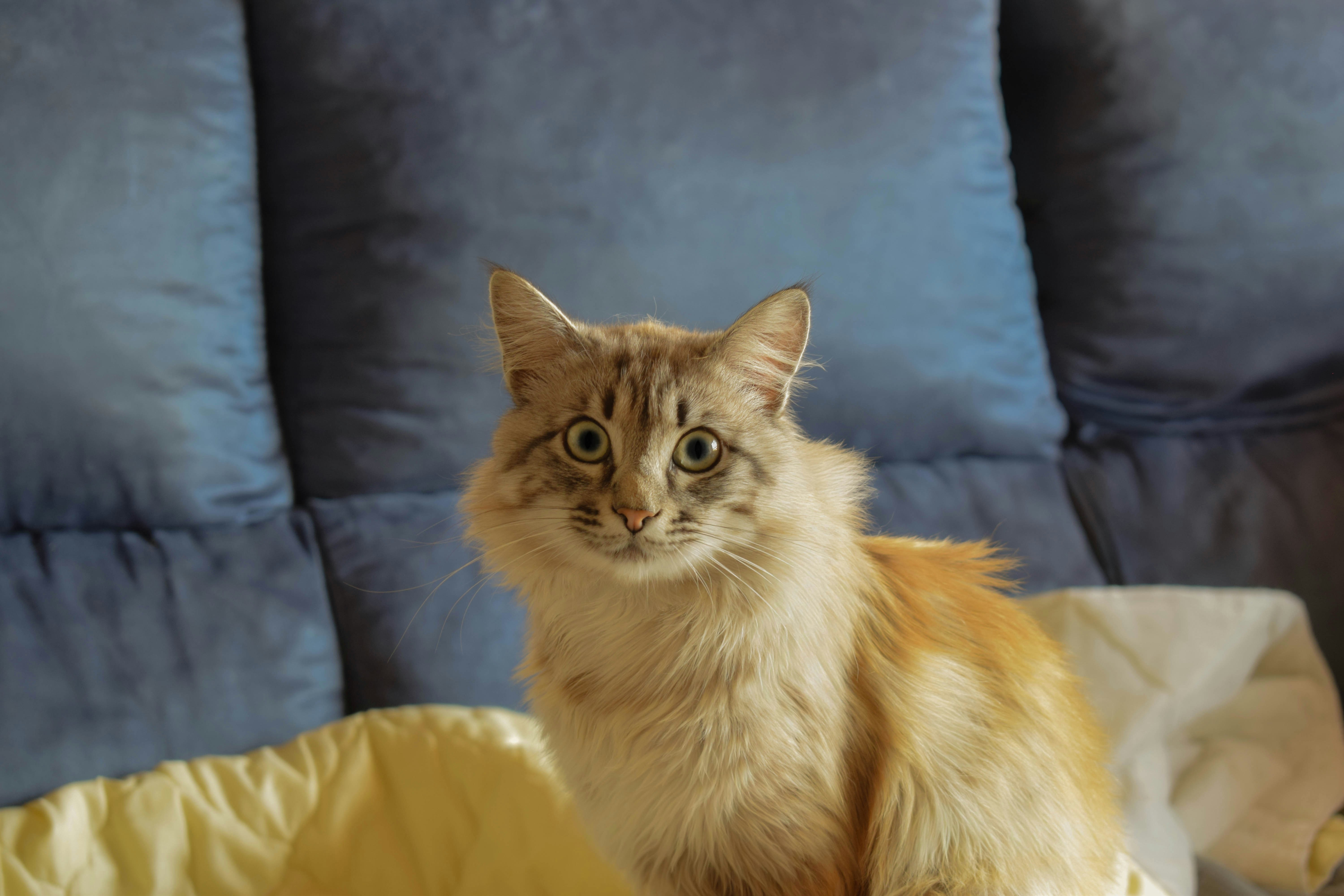 Soft-eyed Alchemy on a Cushioned Stage