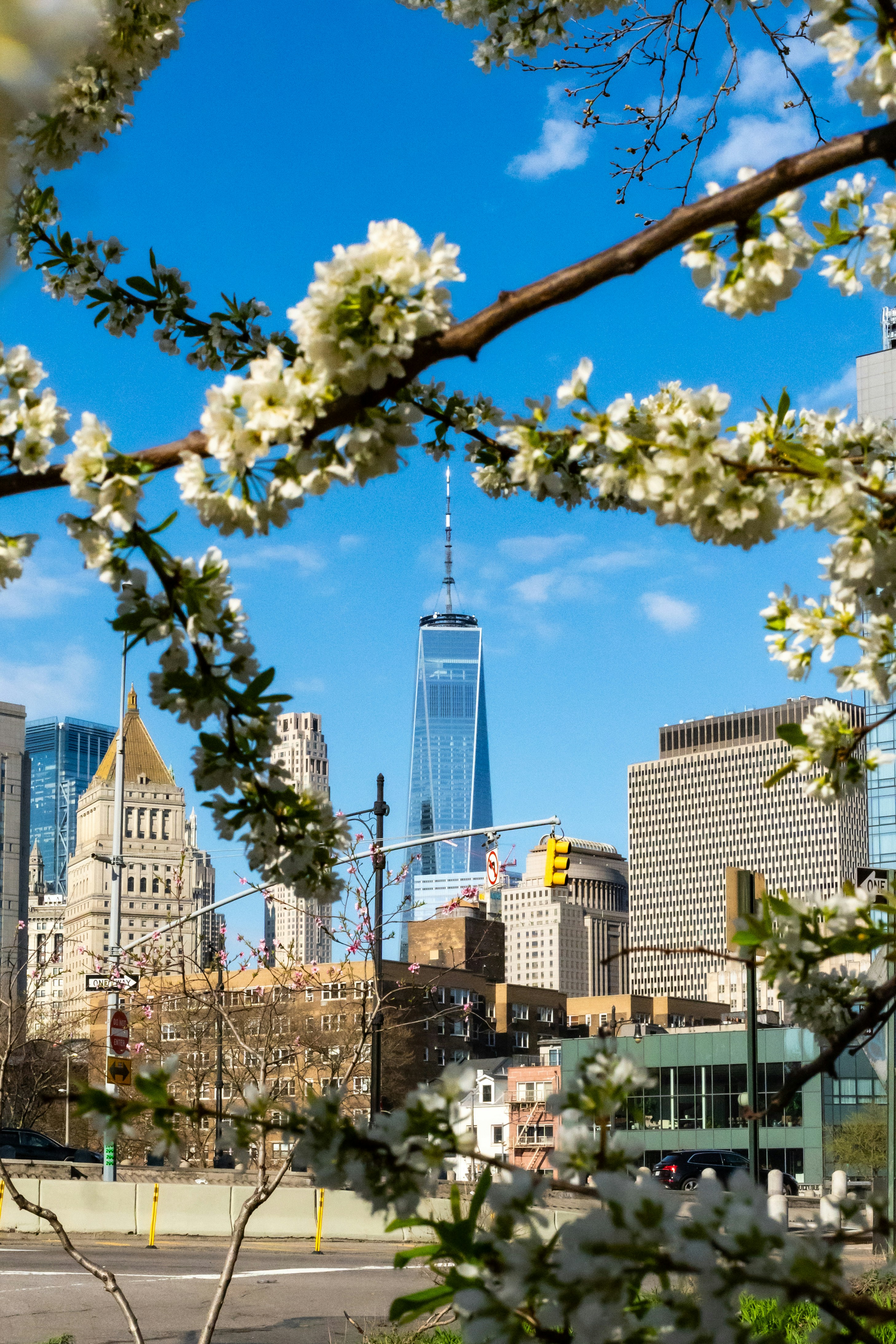 Blossoms Framing a Skyline: NYC Tower Meets Spring Branches