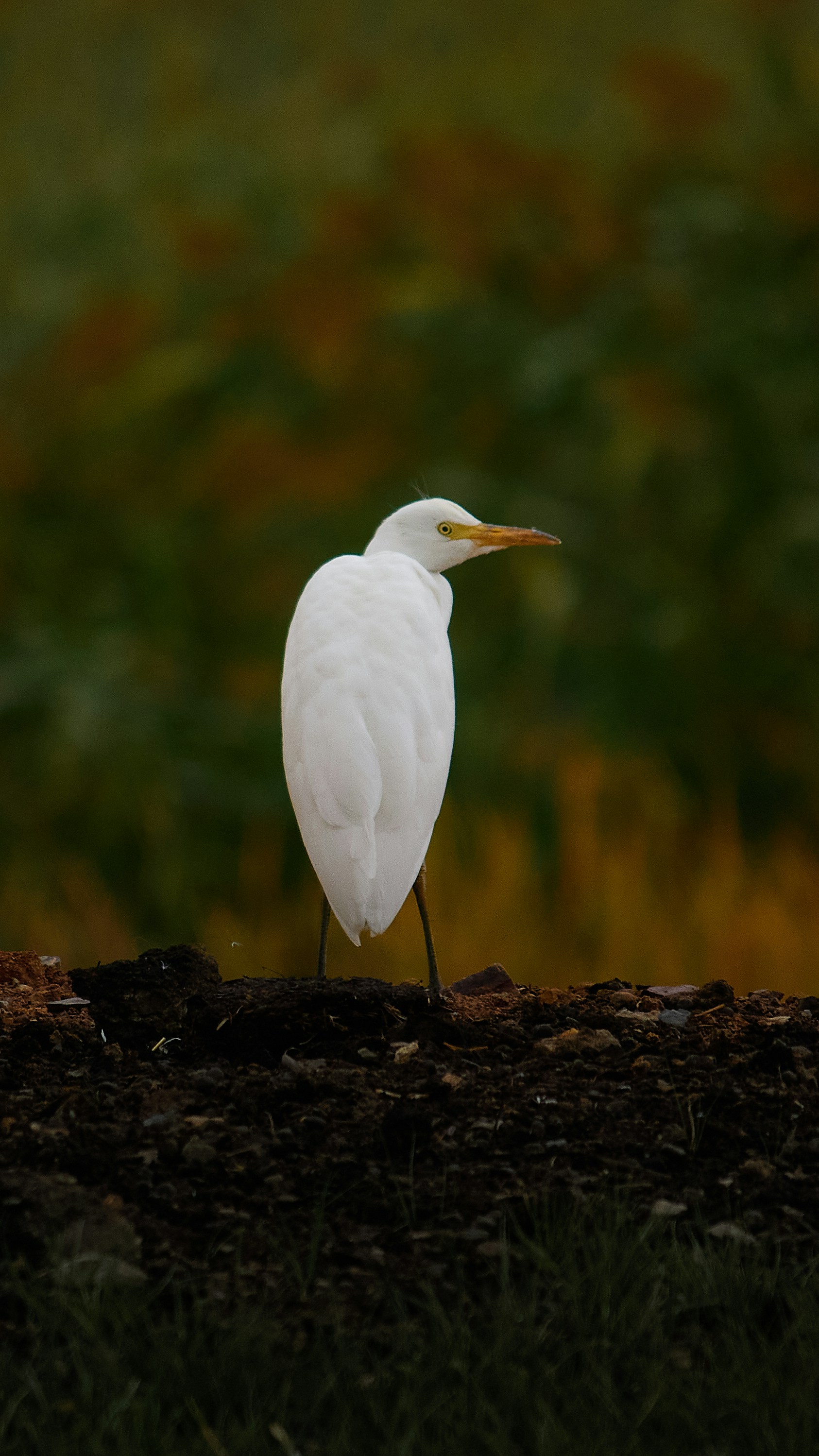 A solitary white egret stands poised on dark earth, set against a blurred autumnal background; the bird is the clear focal point of this nature portrait.