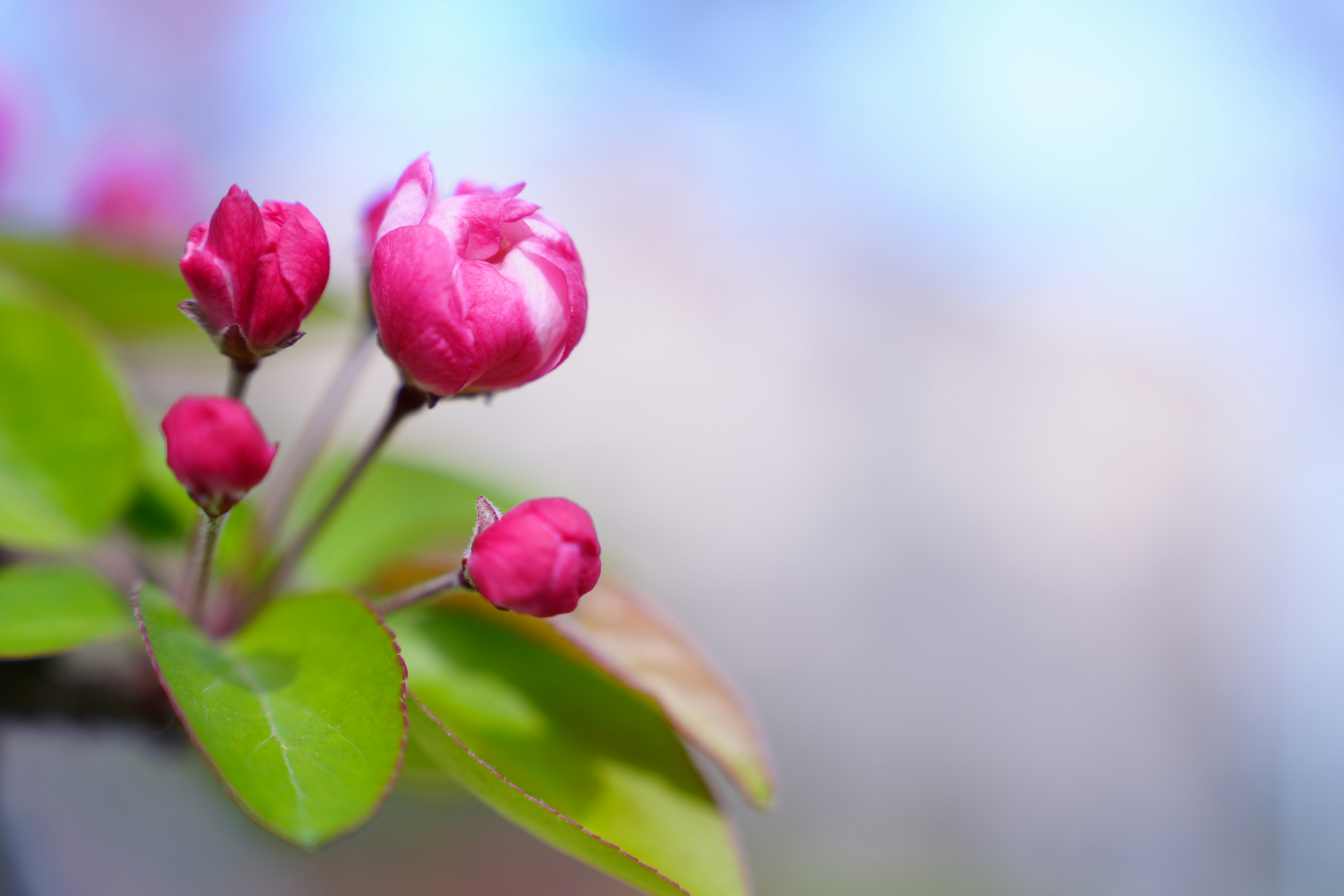 Emerging Bloom: Pink Buds Against a Soft Sky