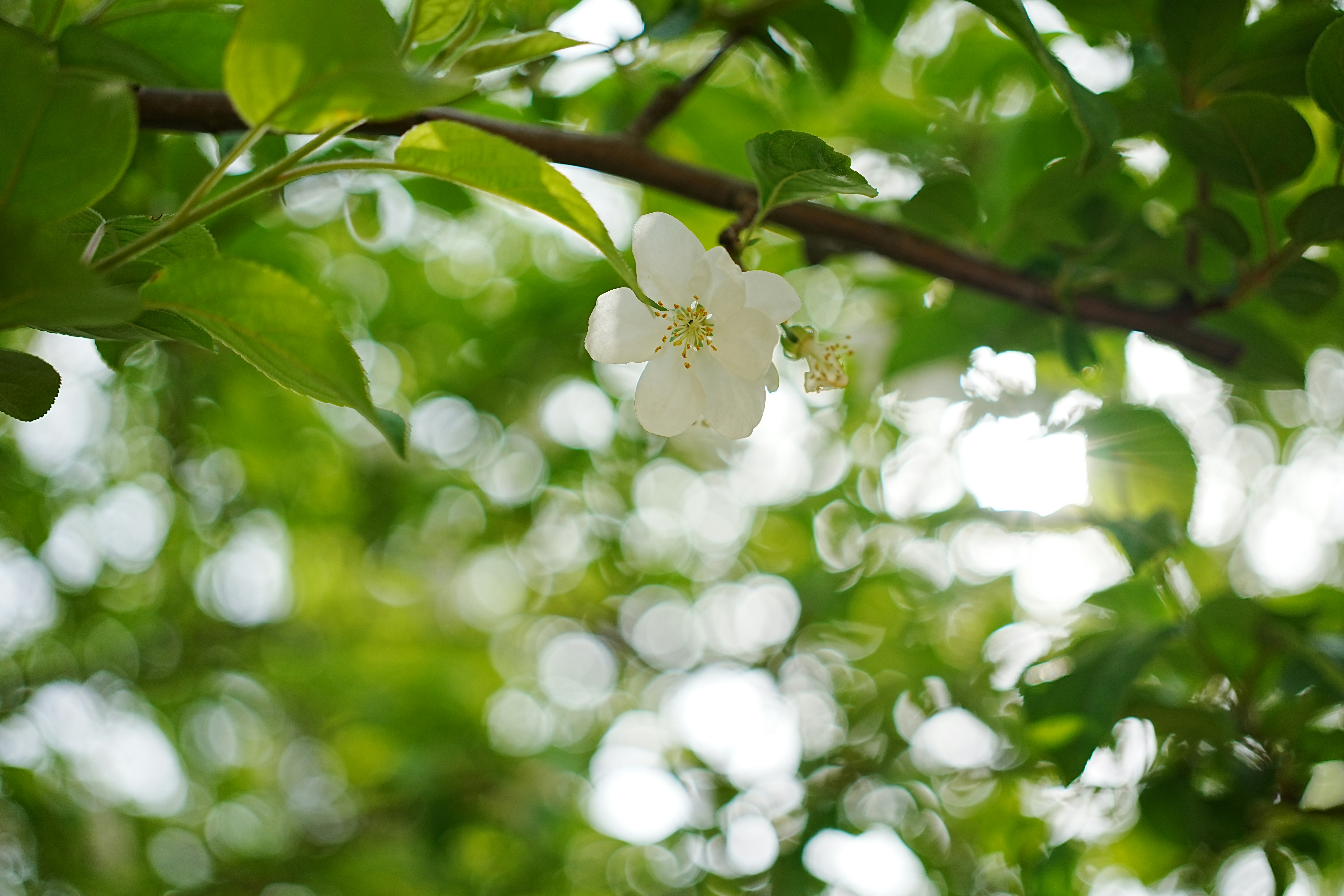 Petals in Partial Sun: A Soft-Focus Delicate Blossom Landscape