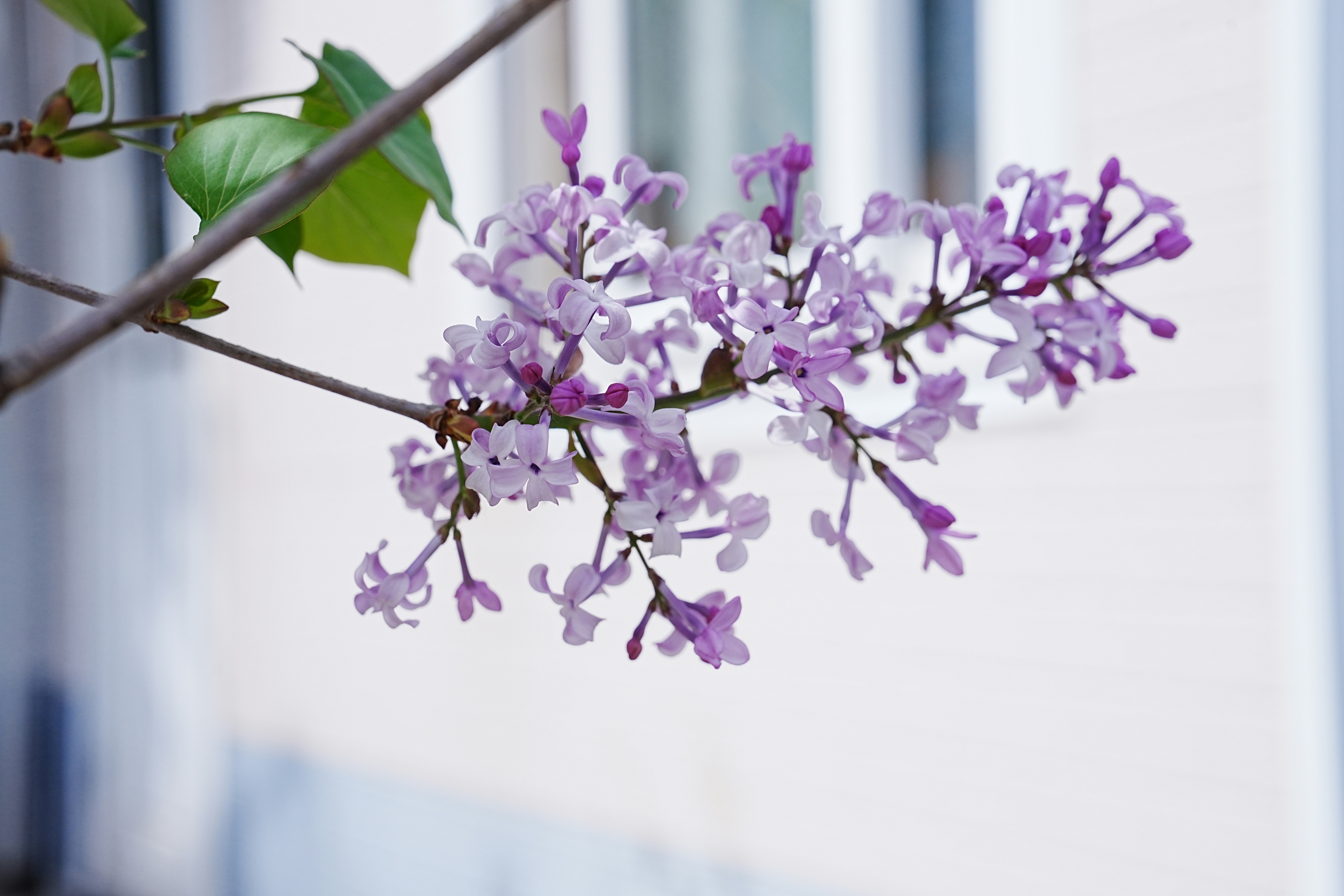 Lilac Bloom in Sharp Focus Against a Soft Urban Window