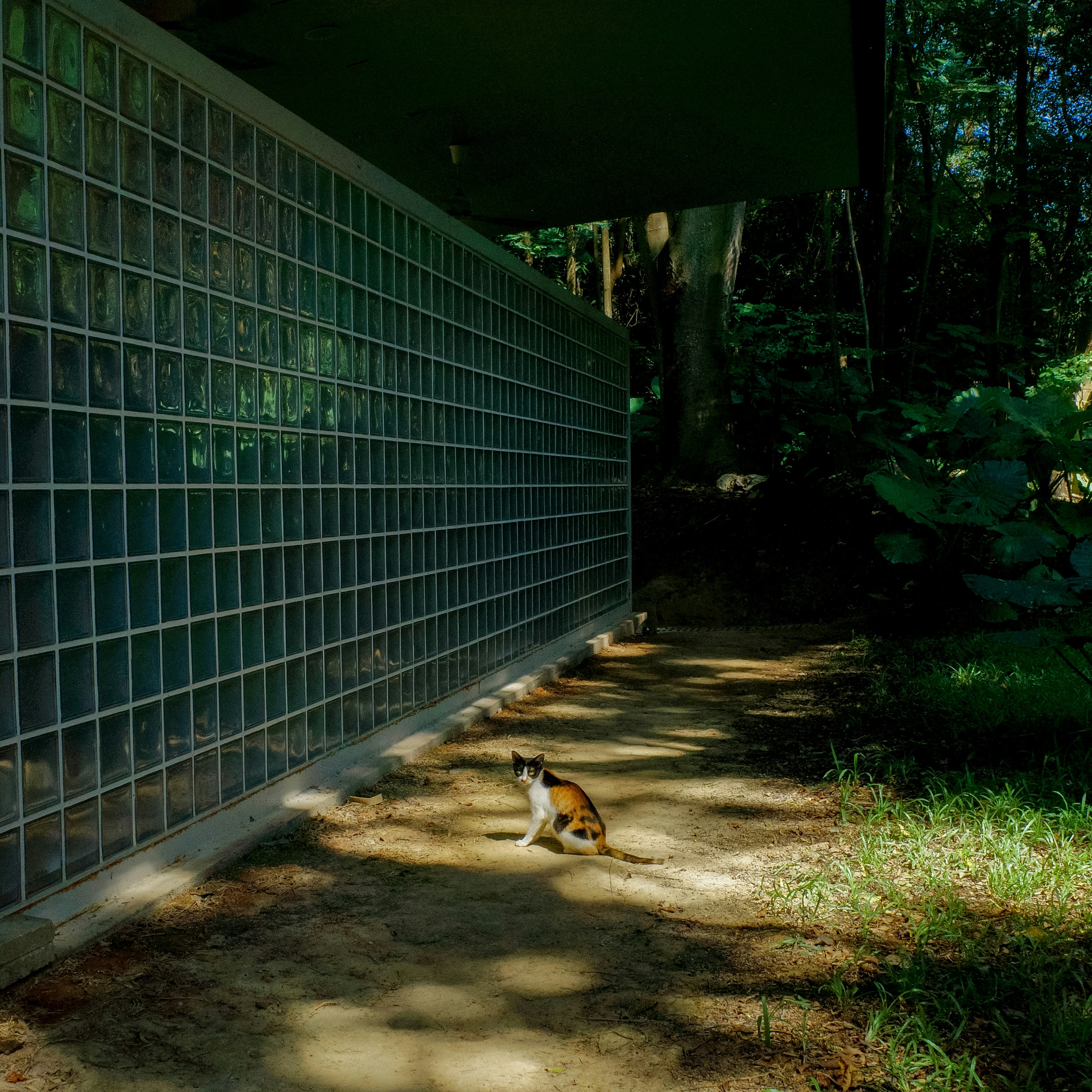 Cat in the Shade: A Quiet Moment Along the Glass Wall