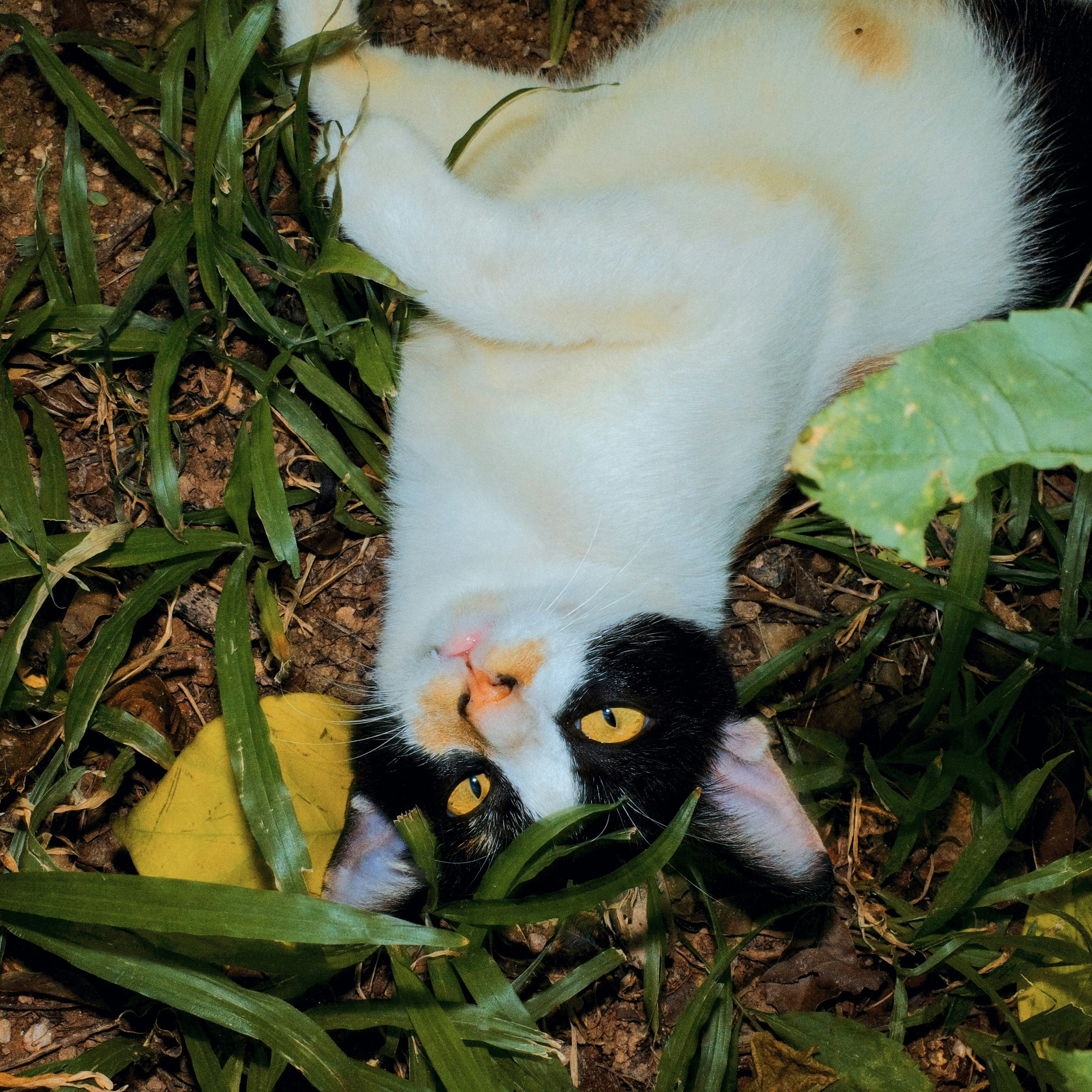 Lying in the Sun: A Curious Calico Stares Up