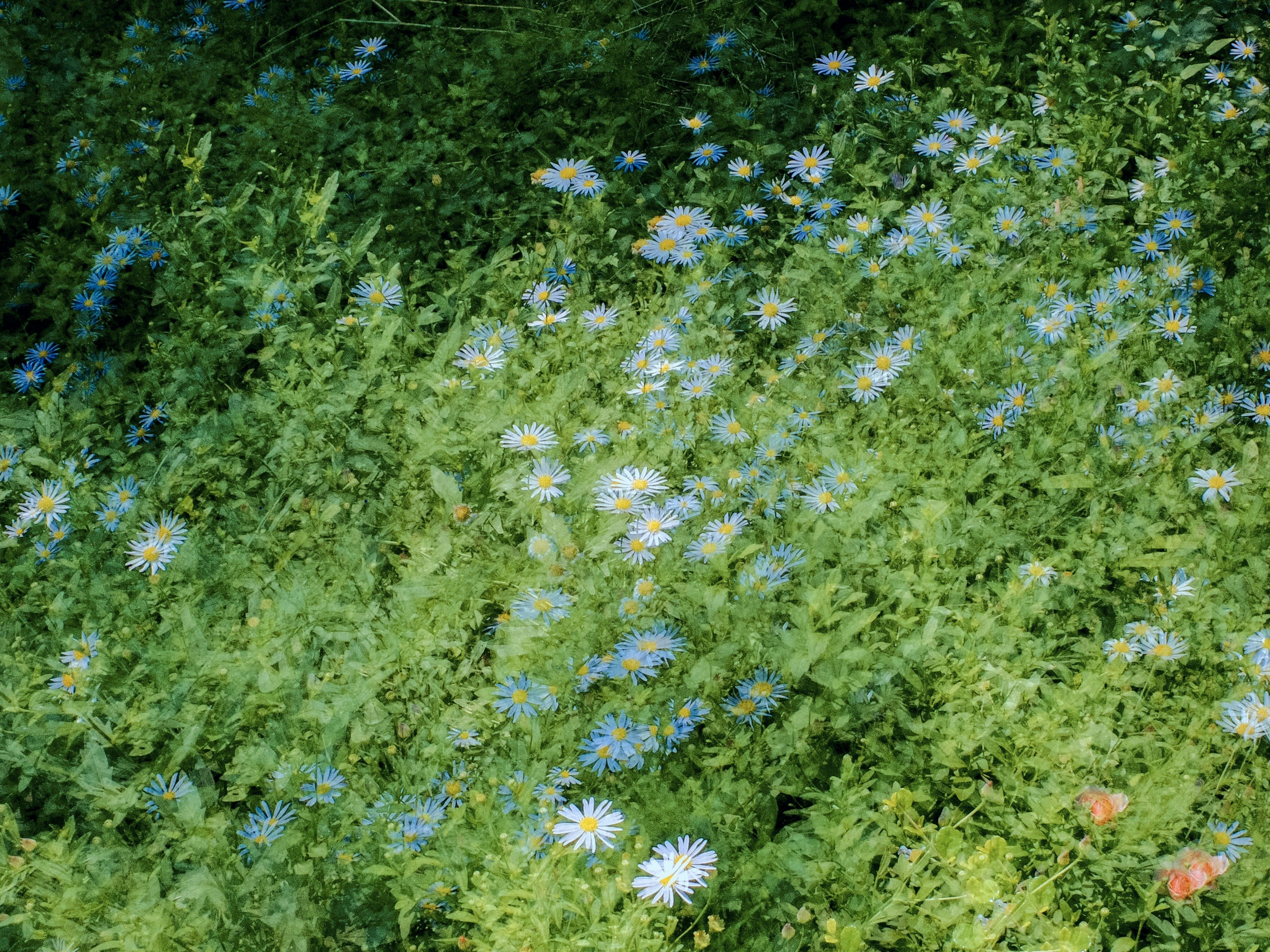 Field of Blue-White Daisies in Morning Light