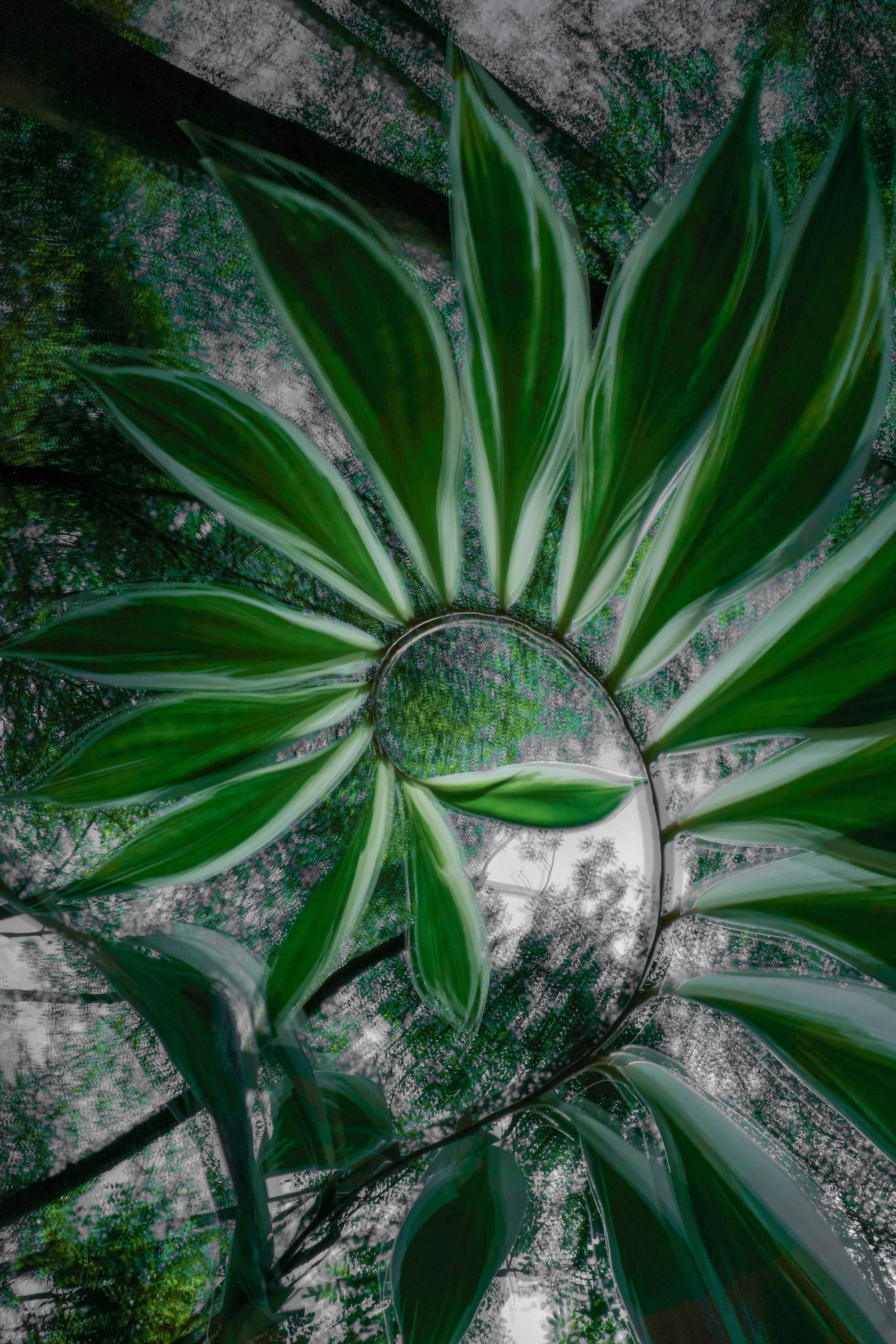 Circular Mirror of Green: A Fanned Plant Framed by Reflective Glass