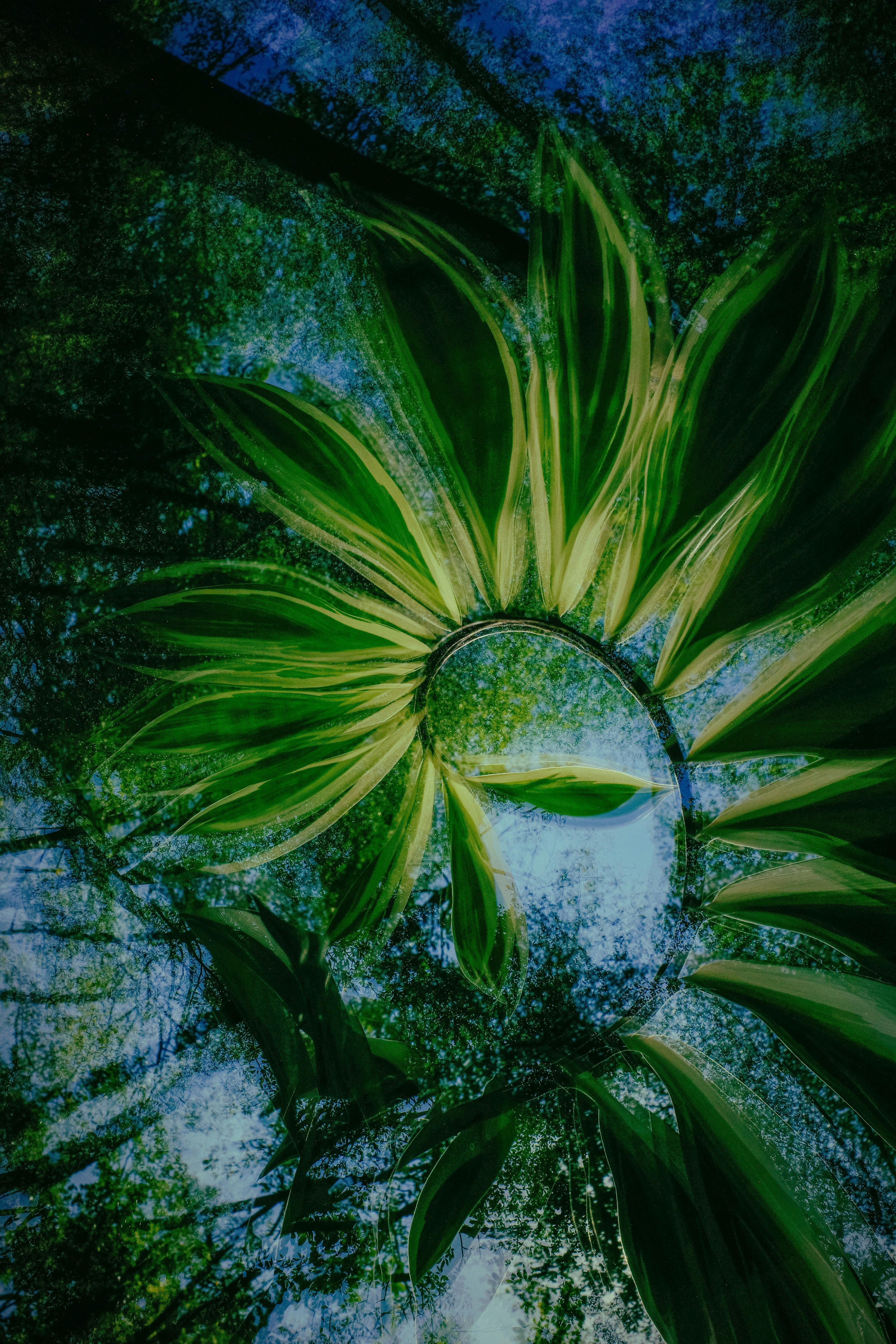 A double exposure of green leaves and a forest canopy against a blue sky