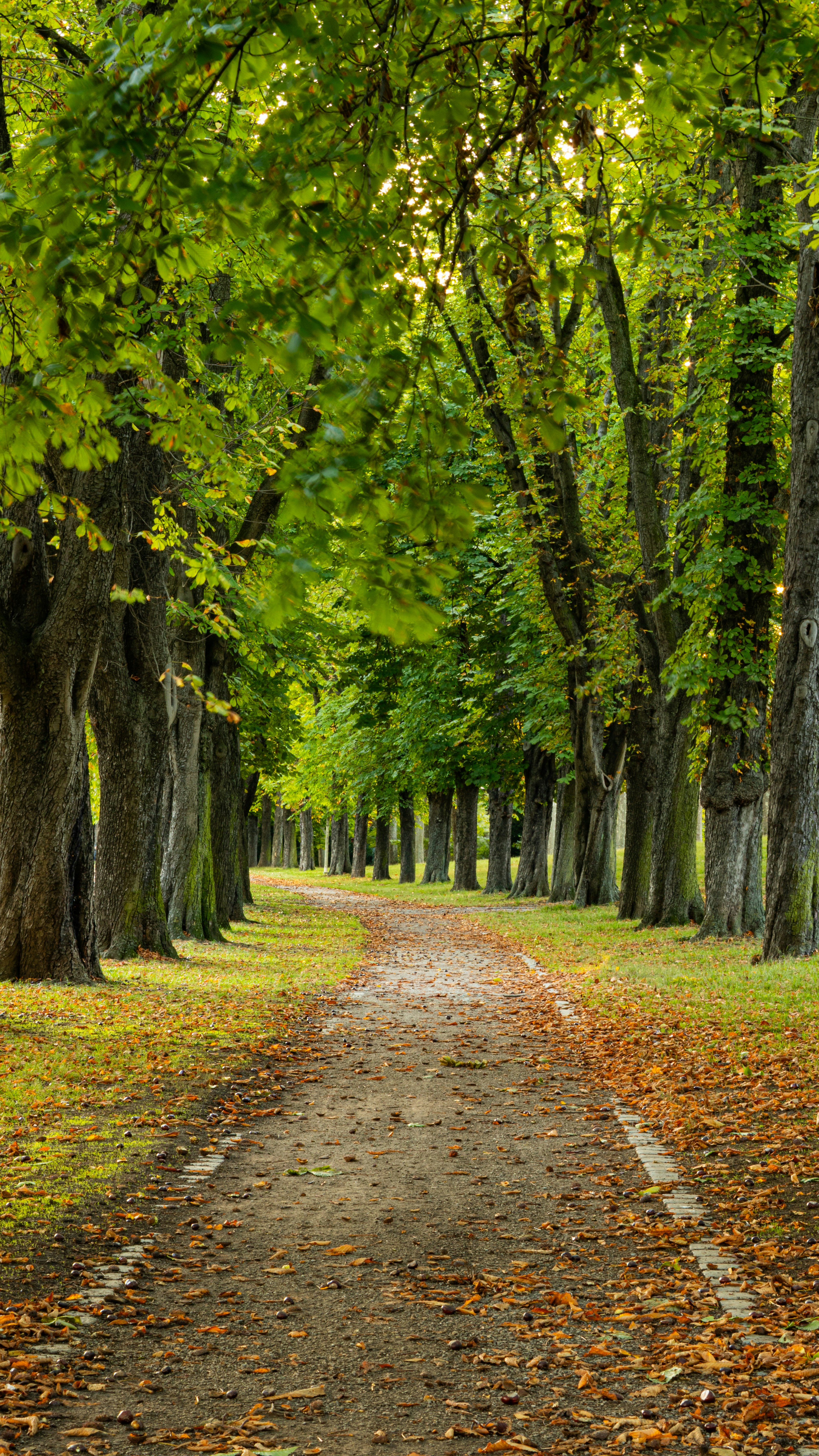 A tree-lined dirt path stretches into the distance, framed by evenly spaced trunks and a canopy of green leaves, with fallen leaves dotting the ground.