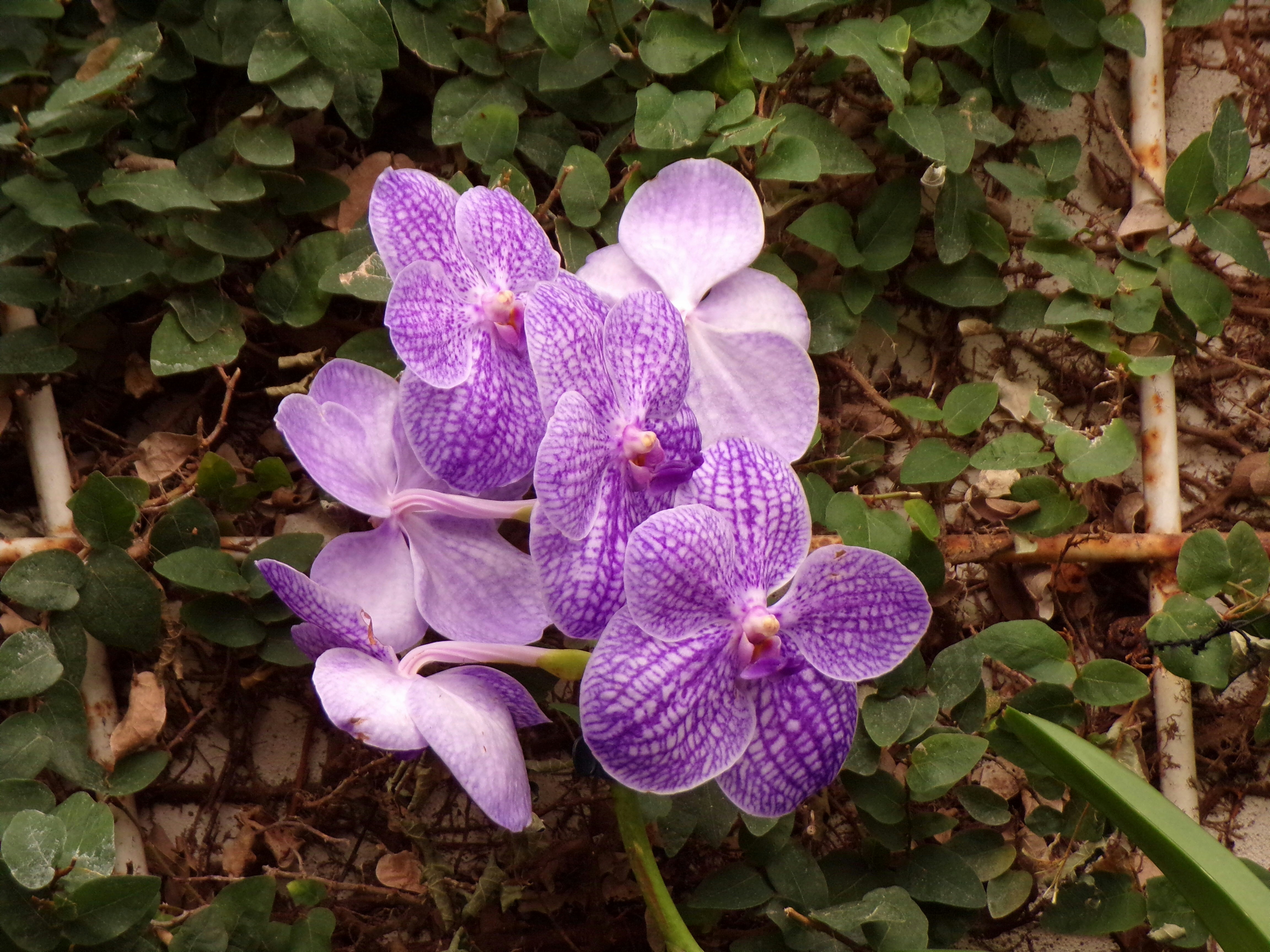 Violet Orchid Cluster Against Green Leafed Wall