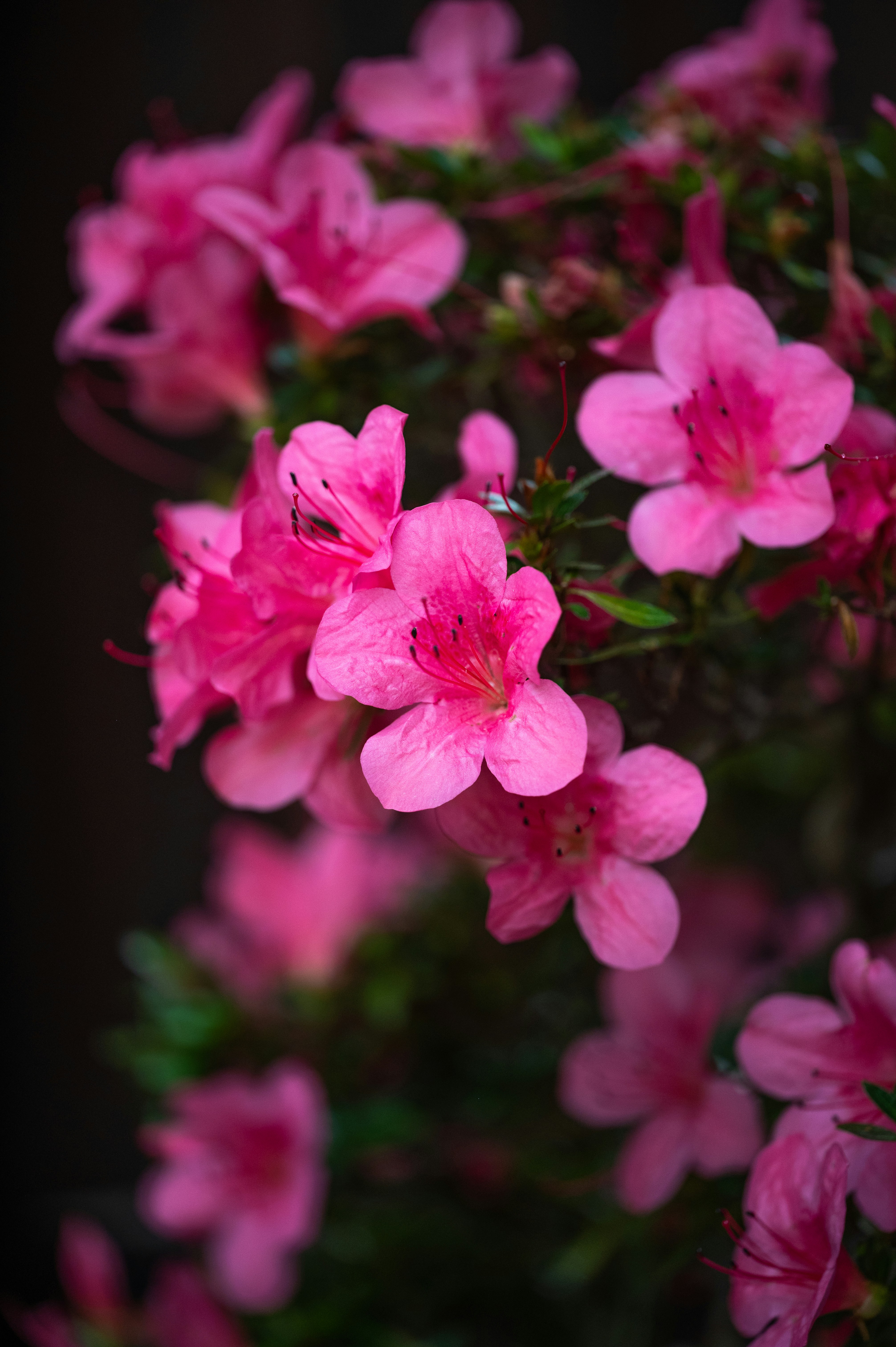 Pink Azalea Burst: A Close-Up of Vibrant Blooms