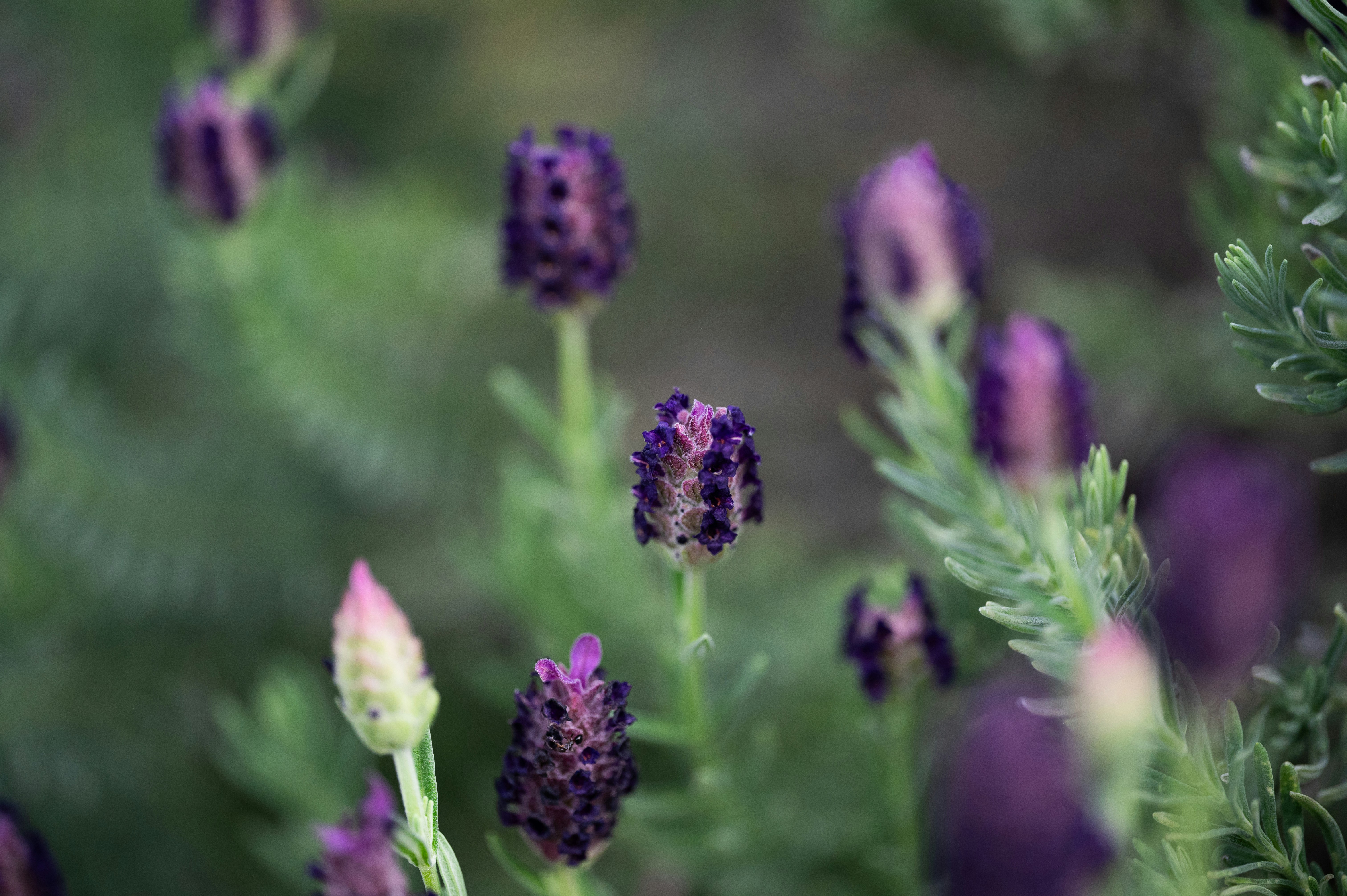 Close-up of purple lavender buds with shallow depth of field, soft herbal greens in the background. This is a close plant portrait style showing texture of bloom clusters.