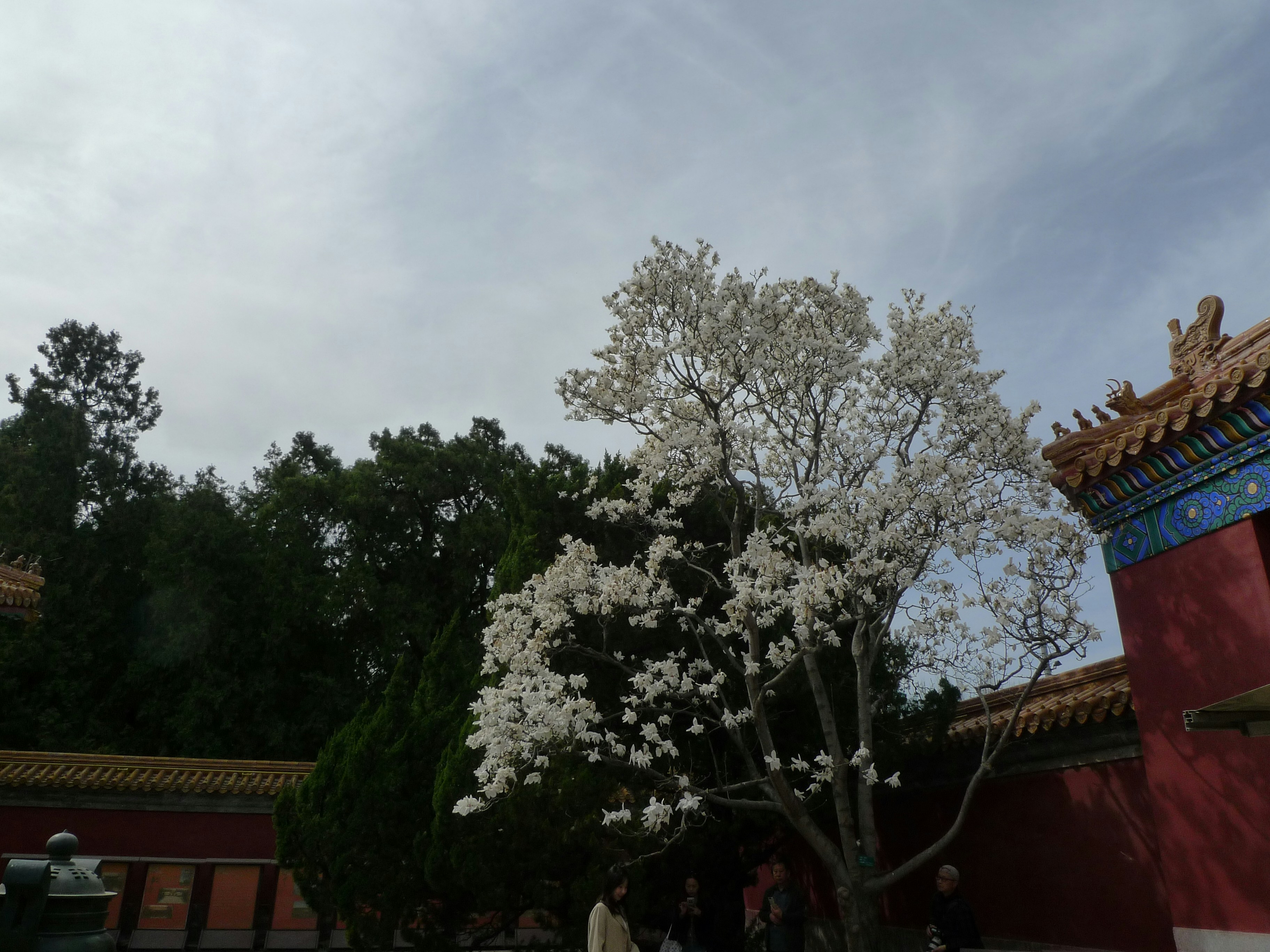 Blossoming Tree Framed by Traditional Architecture