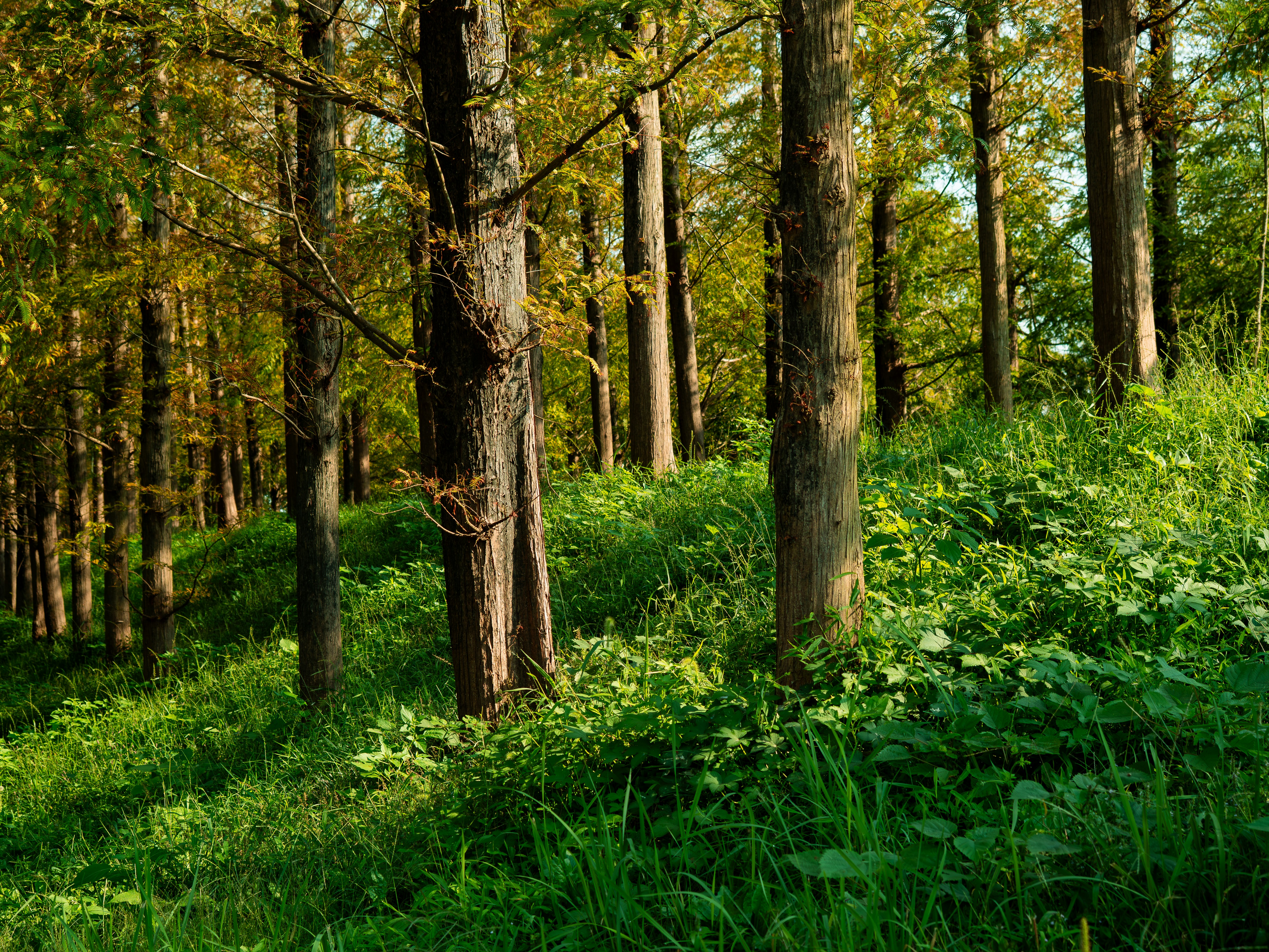 Sunlit Forest Axis
