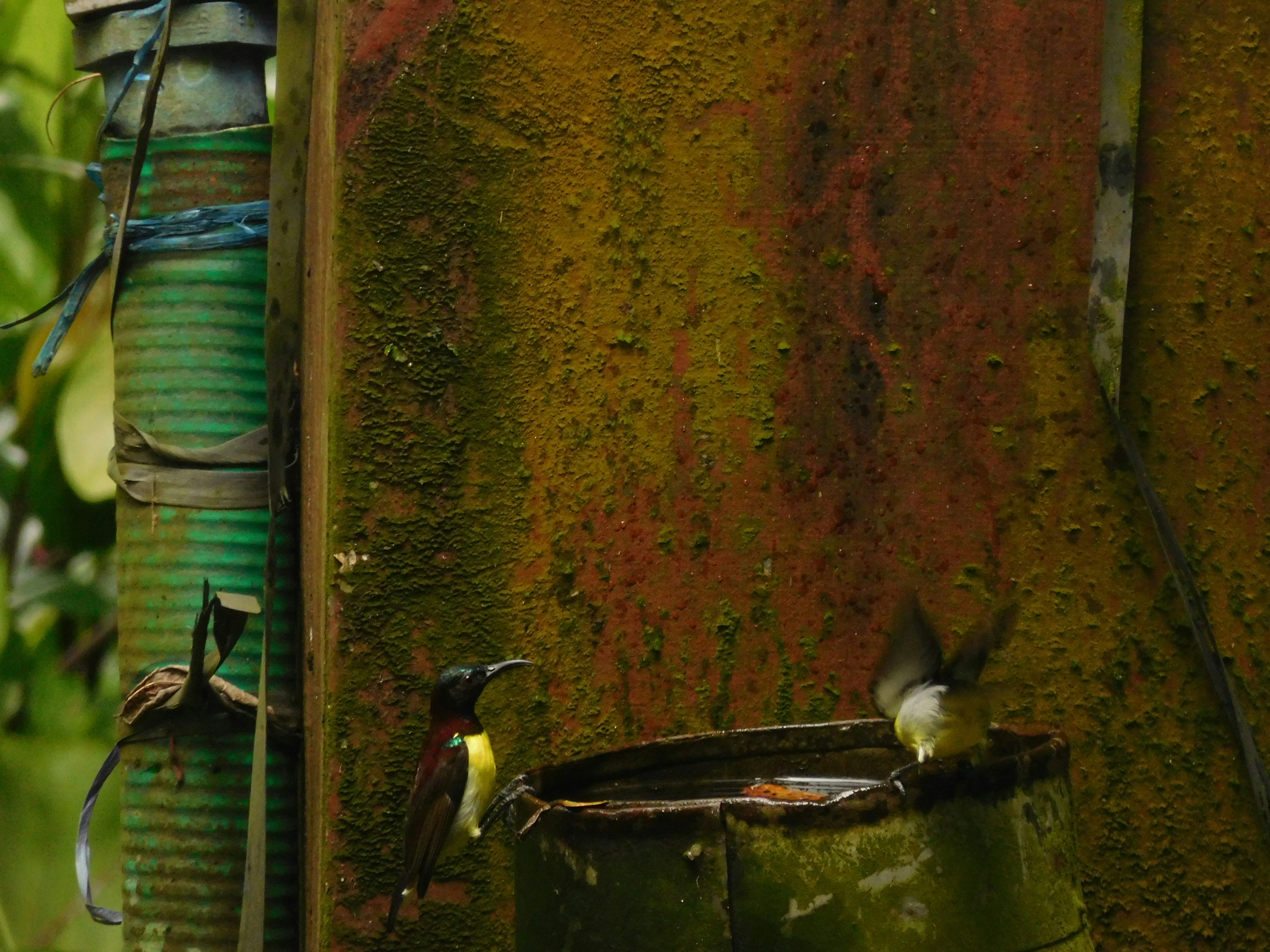 Two Common Kingfishers at a Mossy Watering Hole