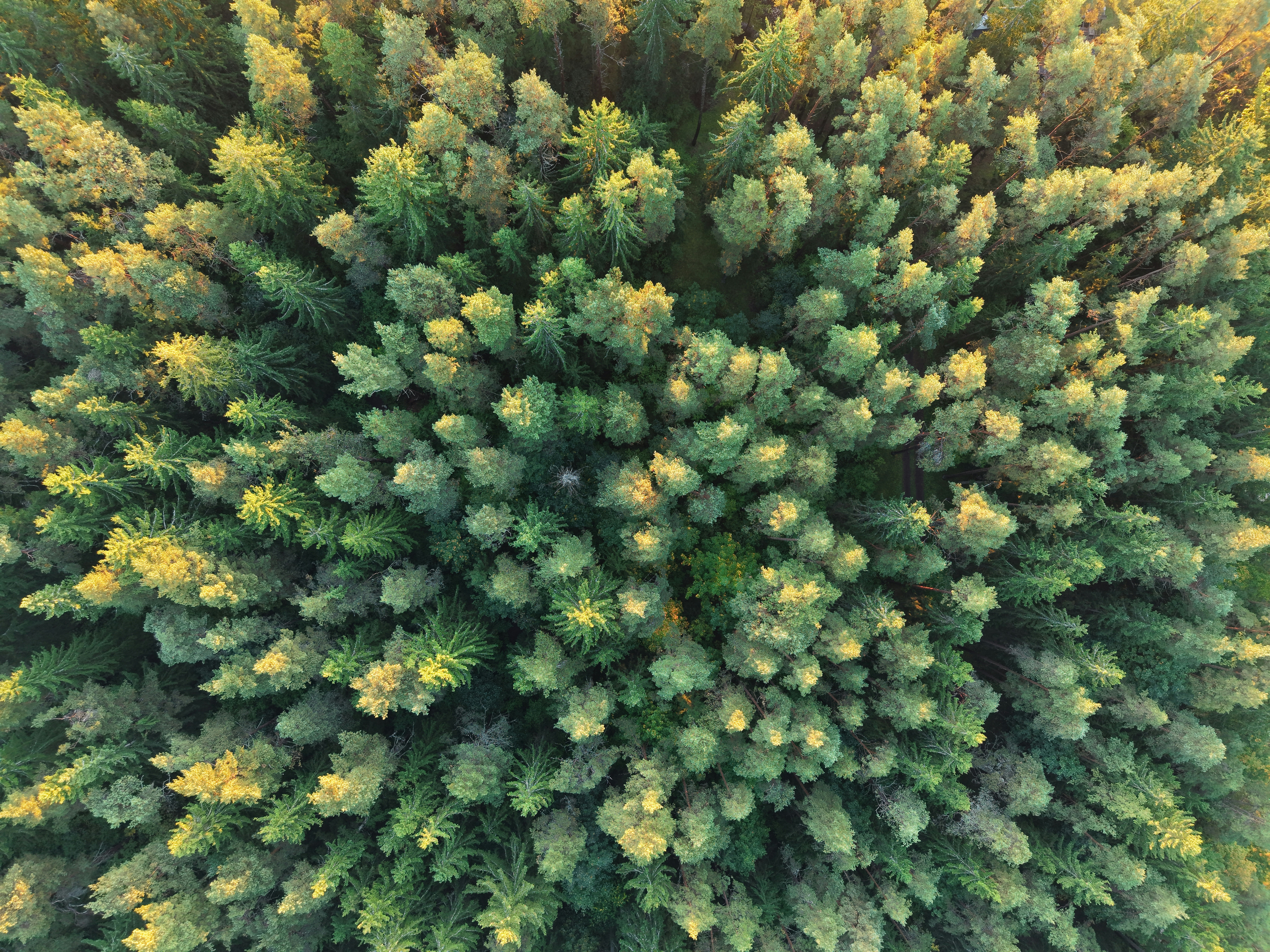 Canopy Spiral: Aerial View into a Verdant Conifer Sea