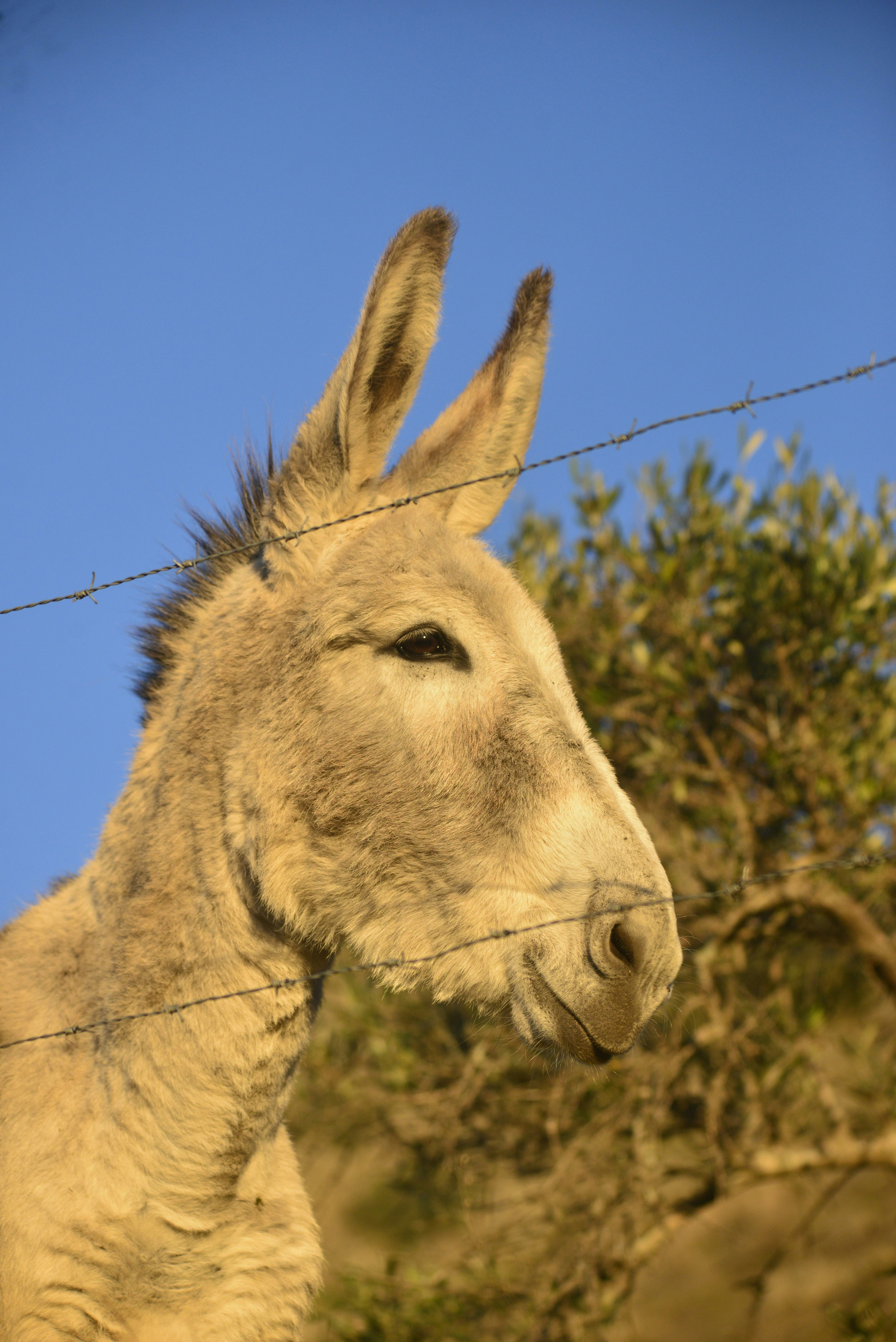 Barbed Horizon: A Donkey Portrait Against a Clear Blue Sky