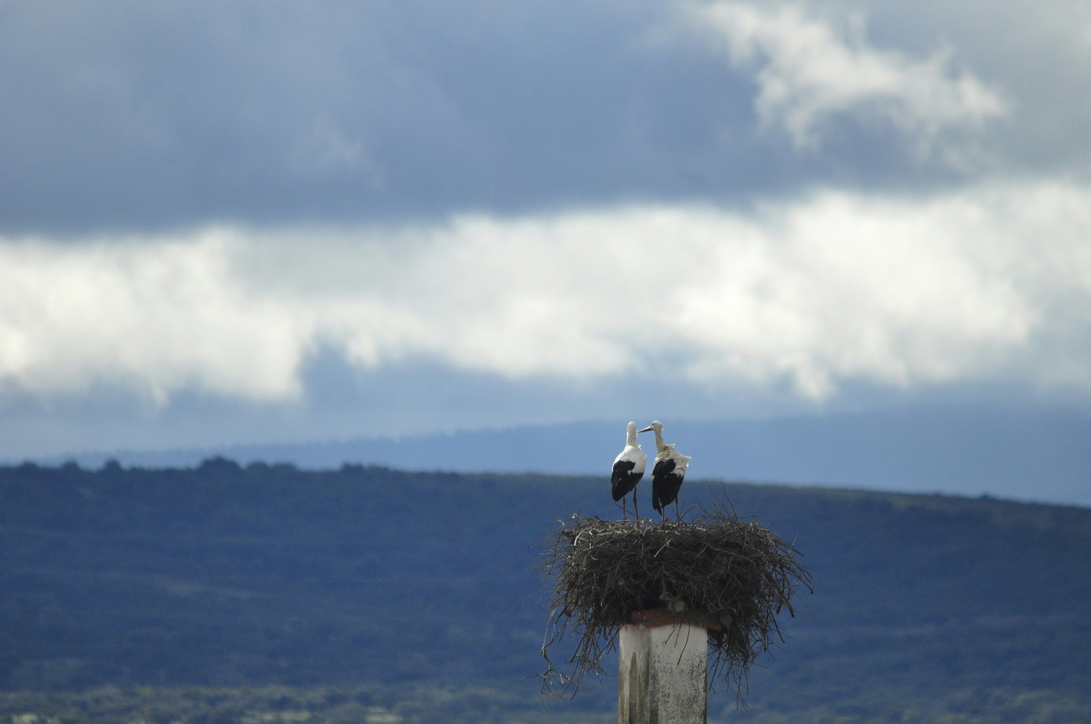 Nest Turners: Two Storks on a Seabird Nest