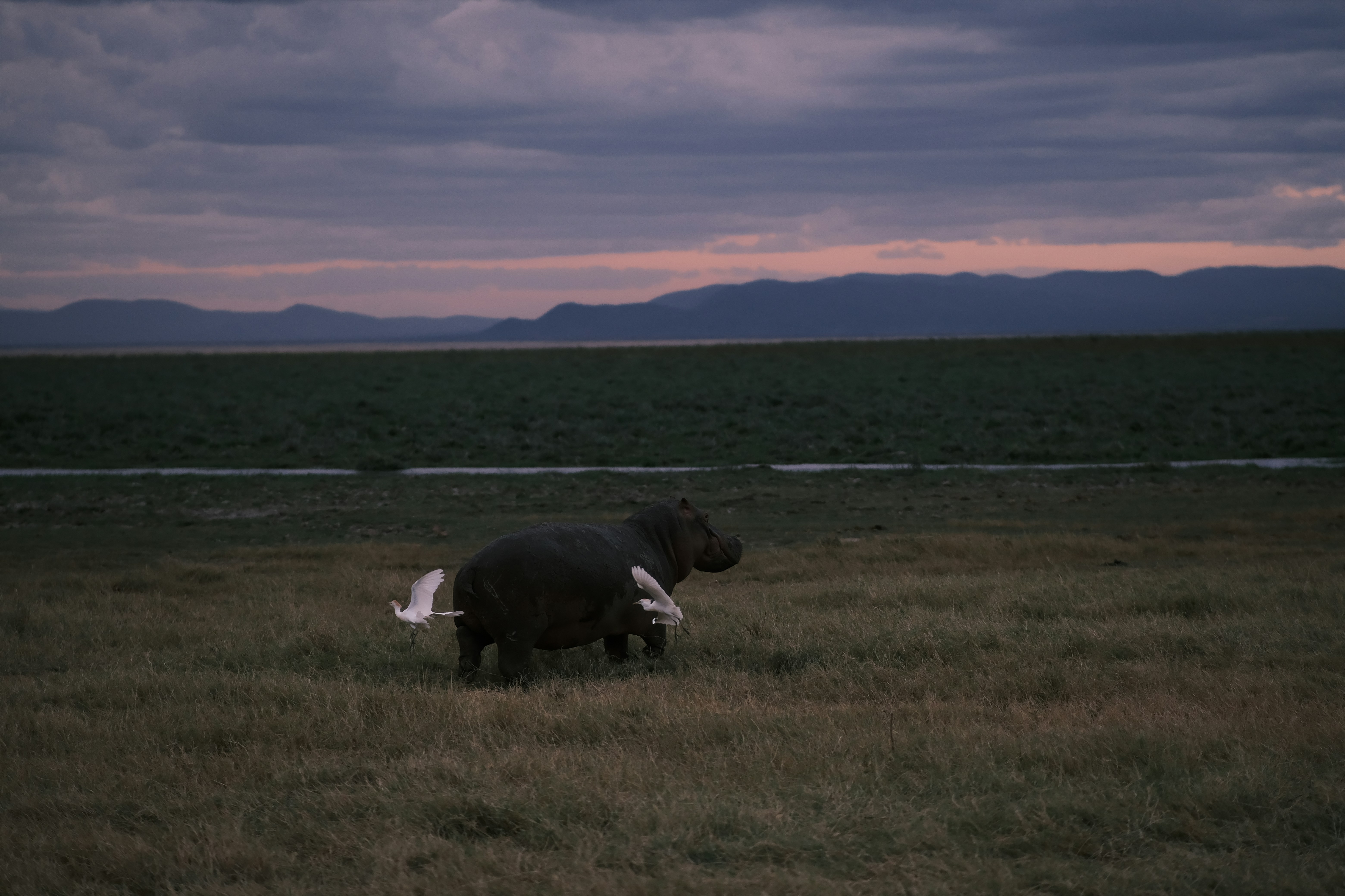 A lone rhino in a wide grassland under a brooding sky