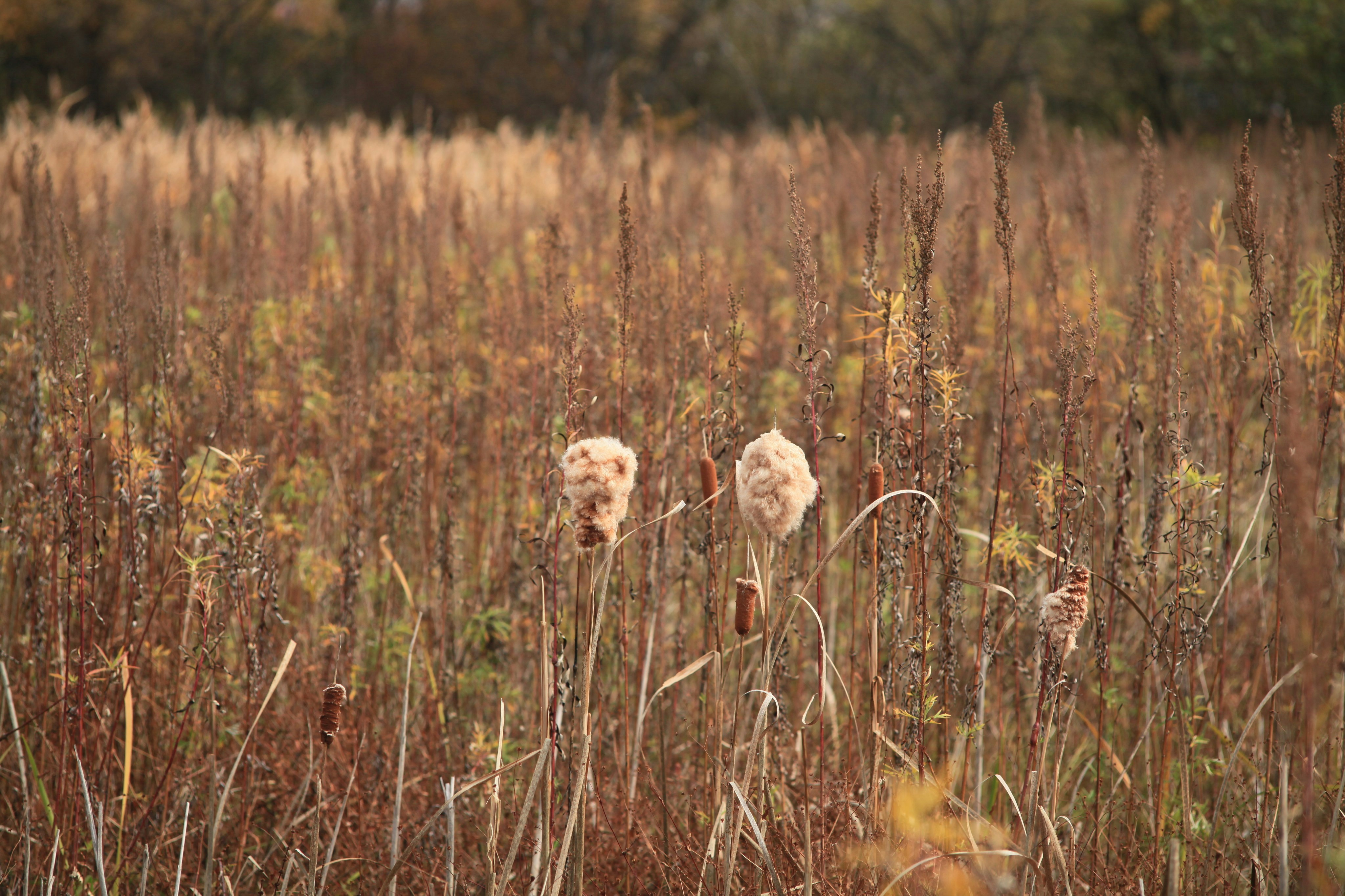 Quiet Meadow of Thistle Heads in Autumn Light